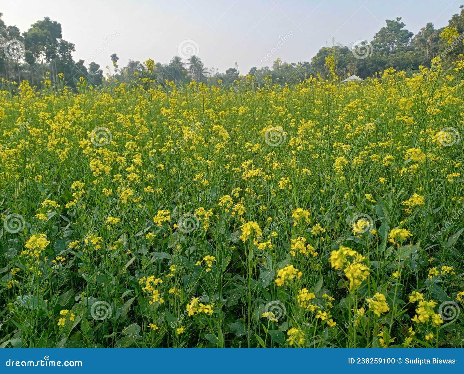 Musterd Seed Plant for Farming Stock Photo - Image of seed, farming ...