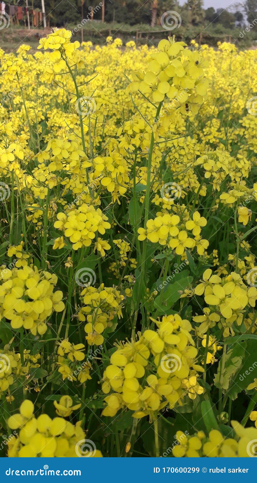 Mustered Flower stock image. Image of beauty, green - 170600299