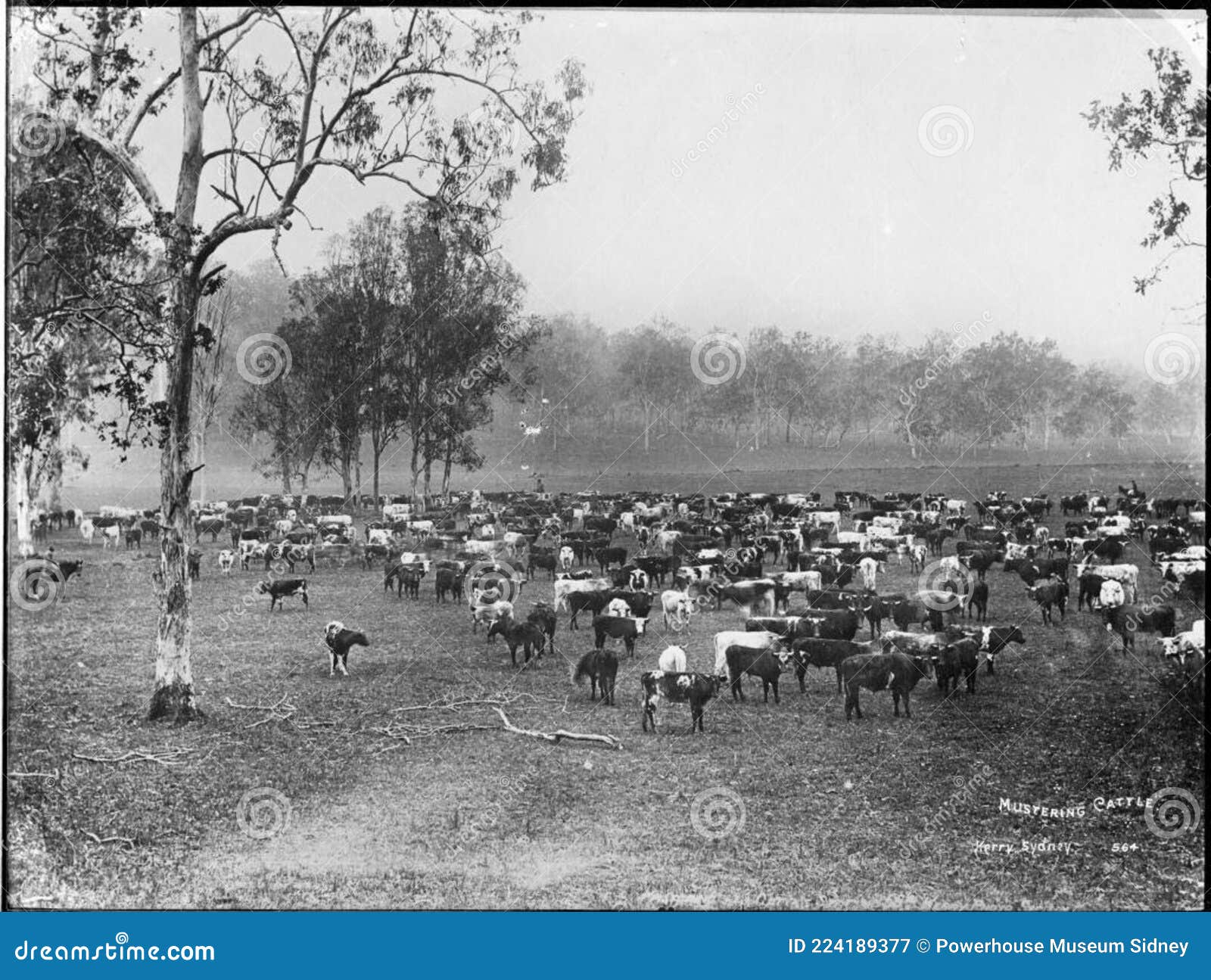 Mustering Cattle Picture. Image: 224189377