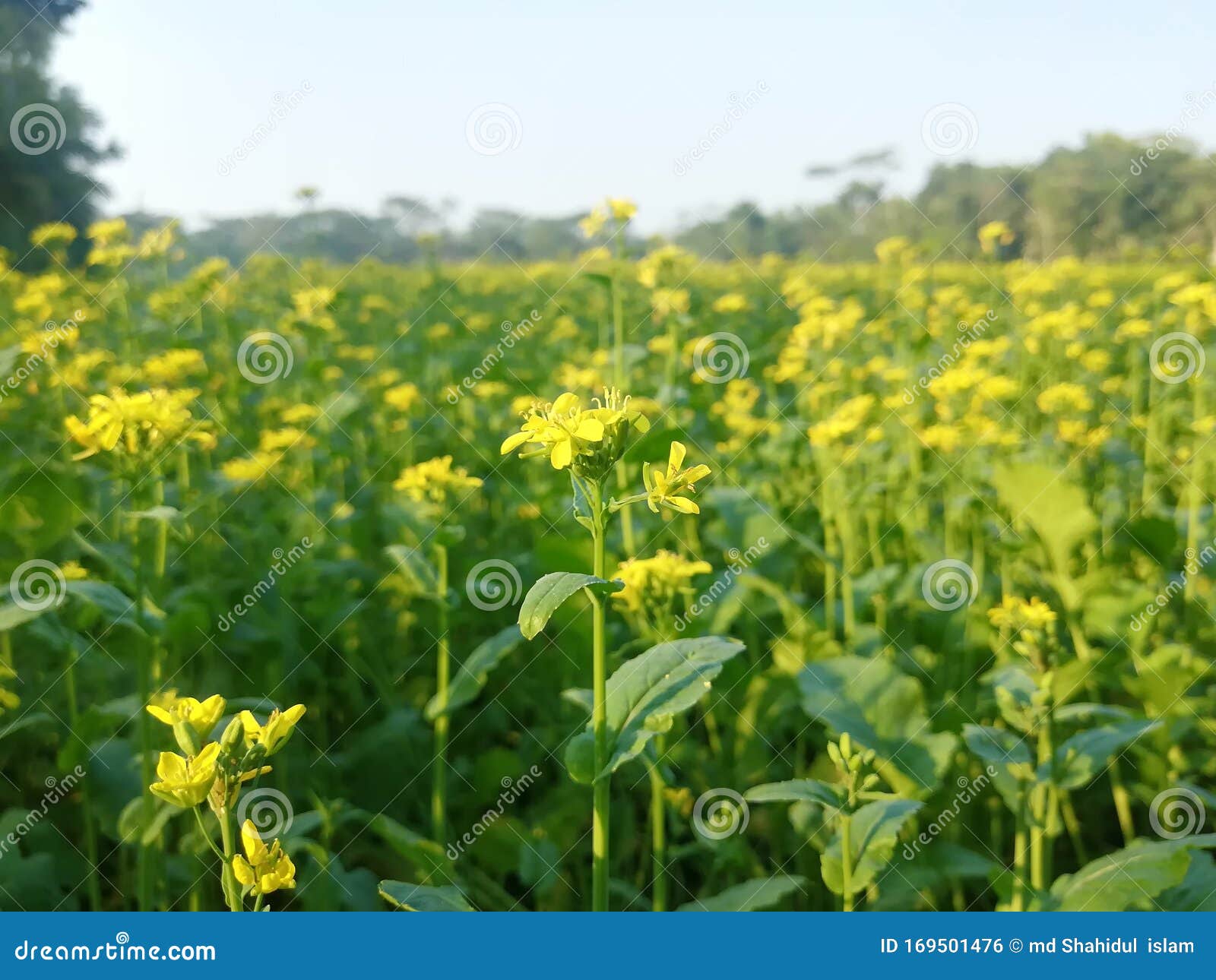 Mustrad flowers stock photo. Image of green, mustrad - 169501476