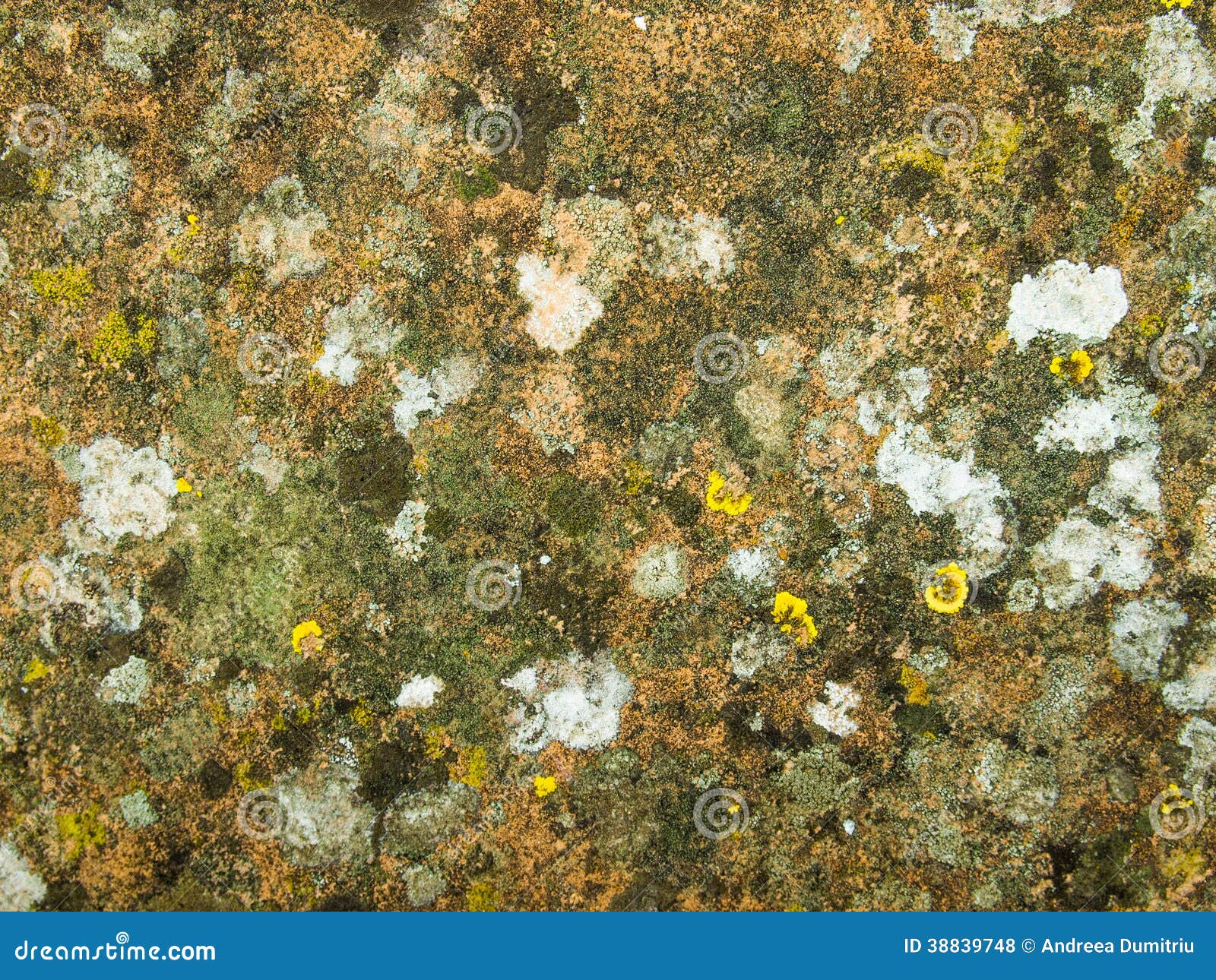 Musty Wall stock photo. Image of build, canvas, blank - 38839748