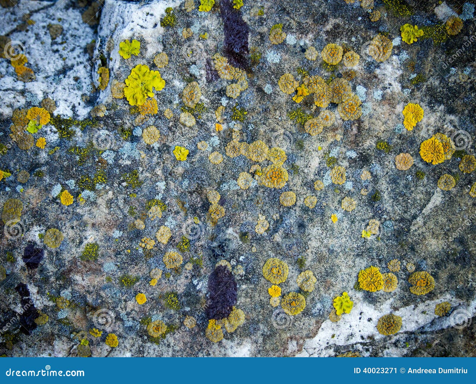 Musty Wall stock image. Image of exterior, abstract, city - 40023271