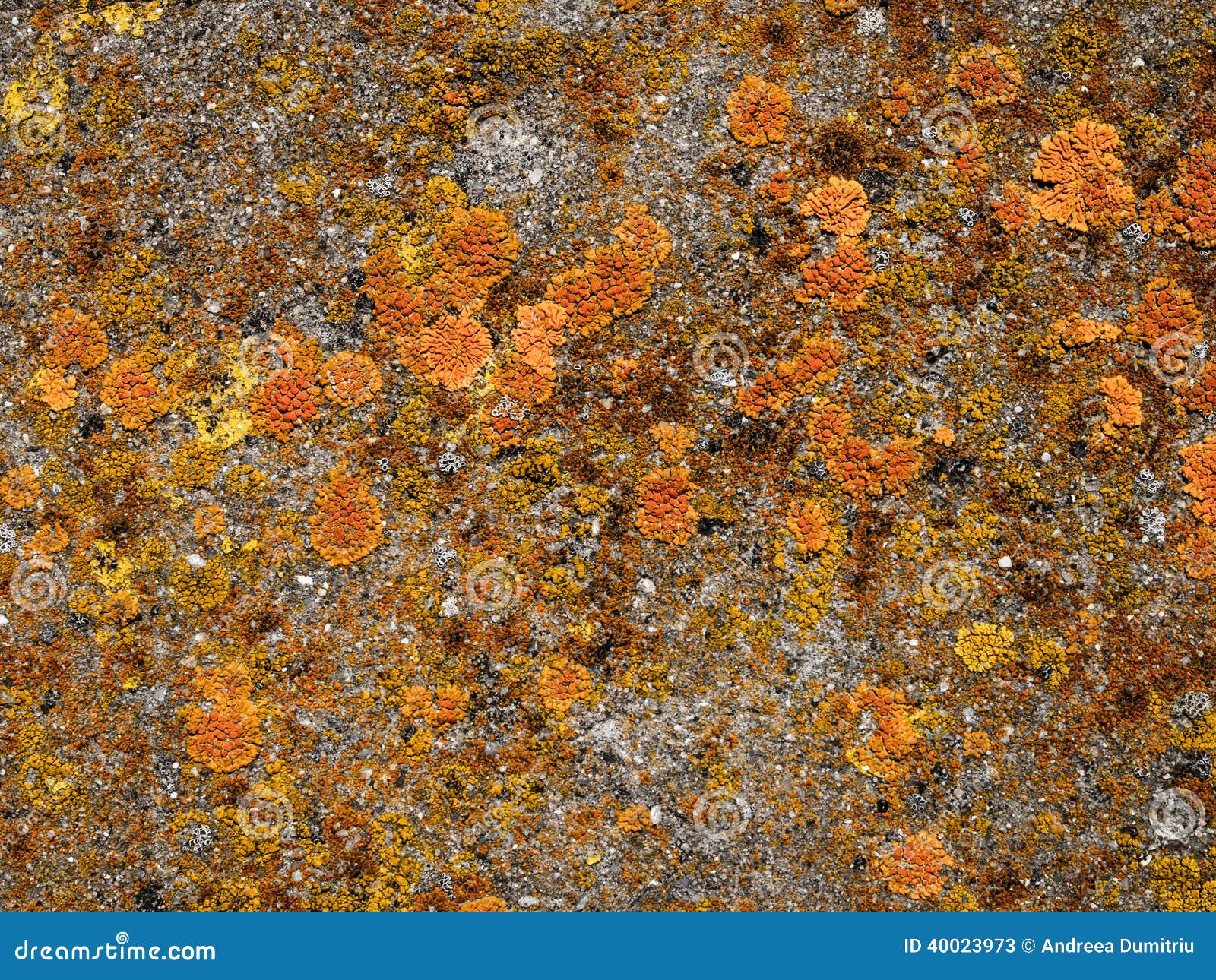 Musty Wall stock image. Image of detail, building, background - 40023973