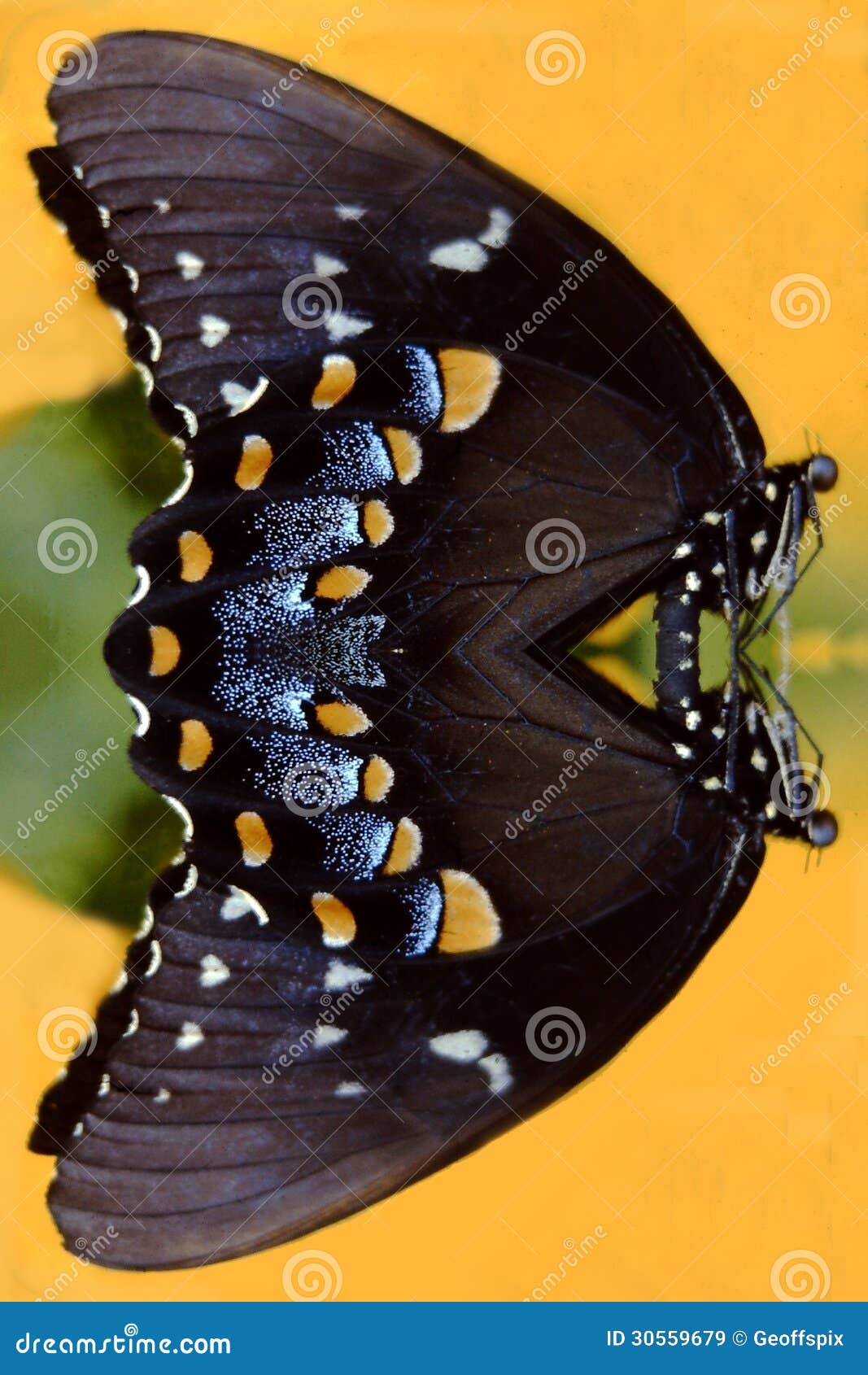 Mutant Butterfly stock image. Image of green, pattern - 30559679