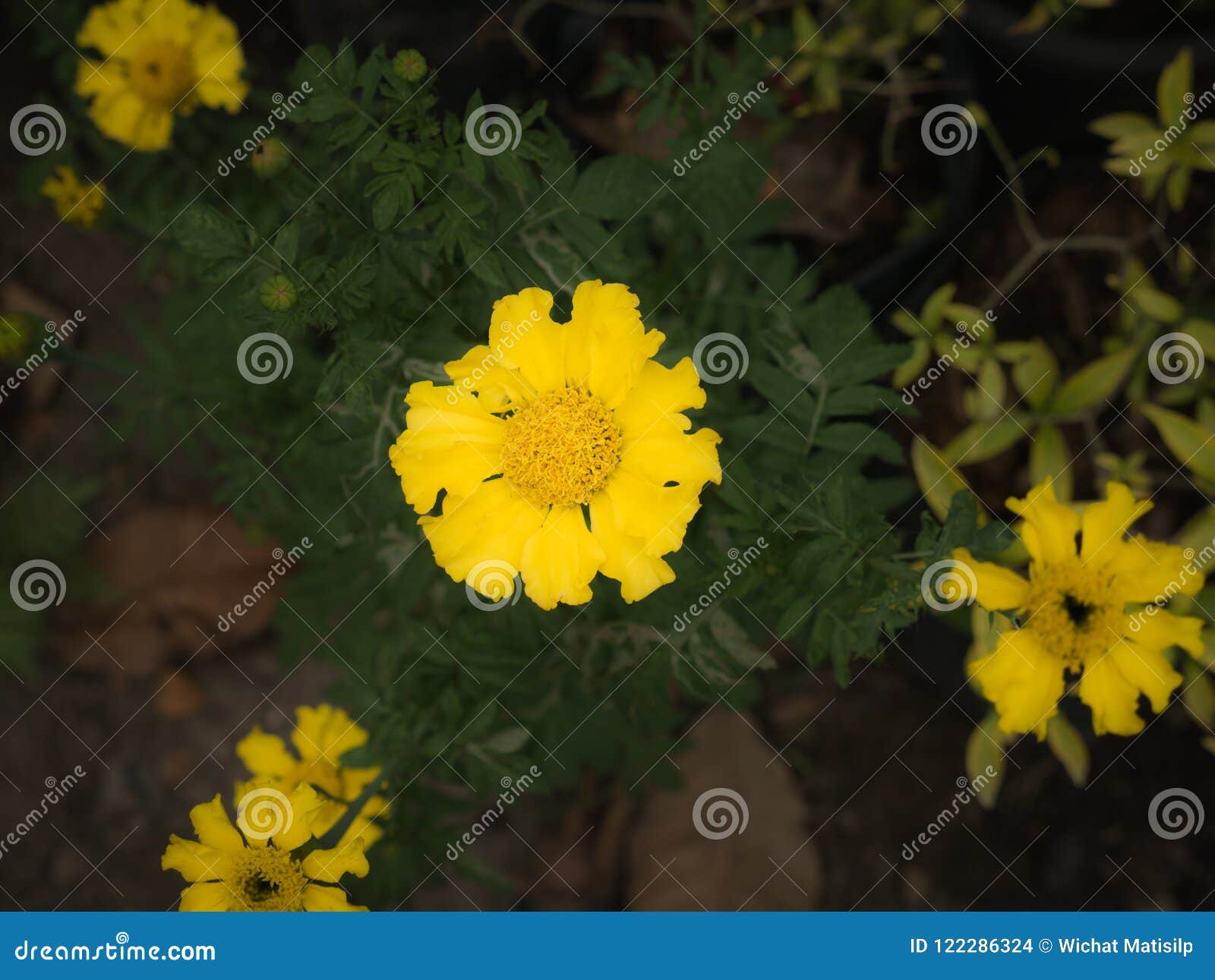 The Mutant Calendula Flowers Blooming Stock Photo - Image of botanical ...