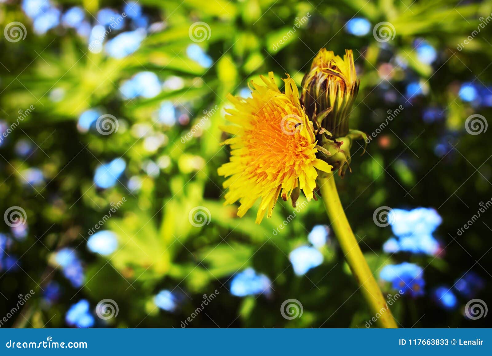 Mutant Dandelion in the Spring Stock Image - Image of mutant, together ...
