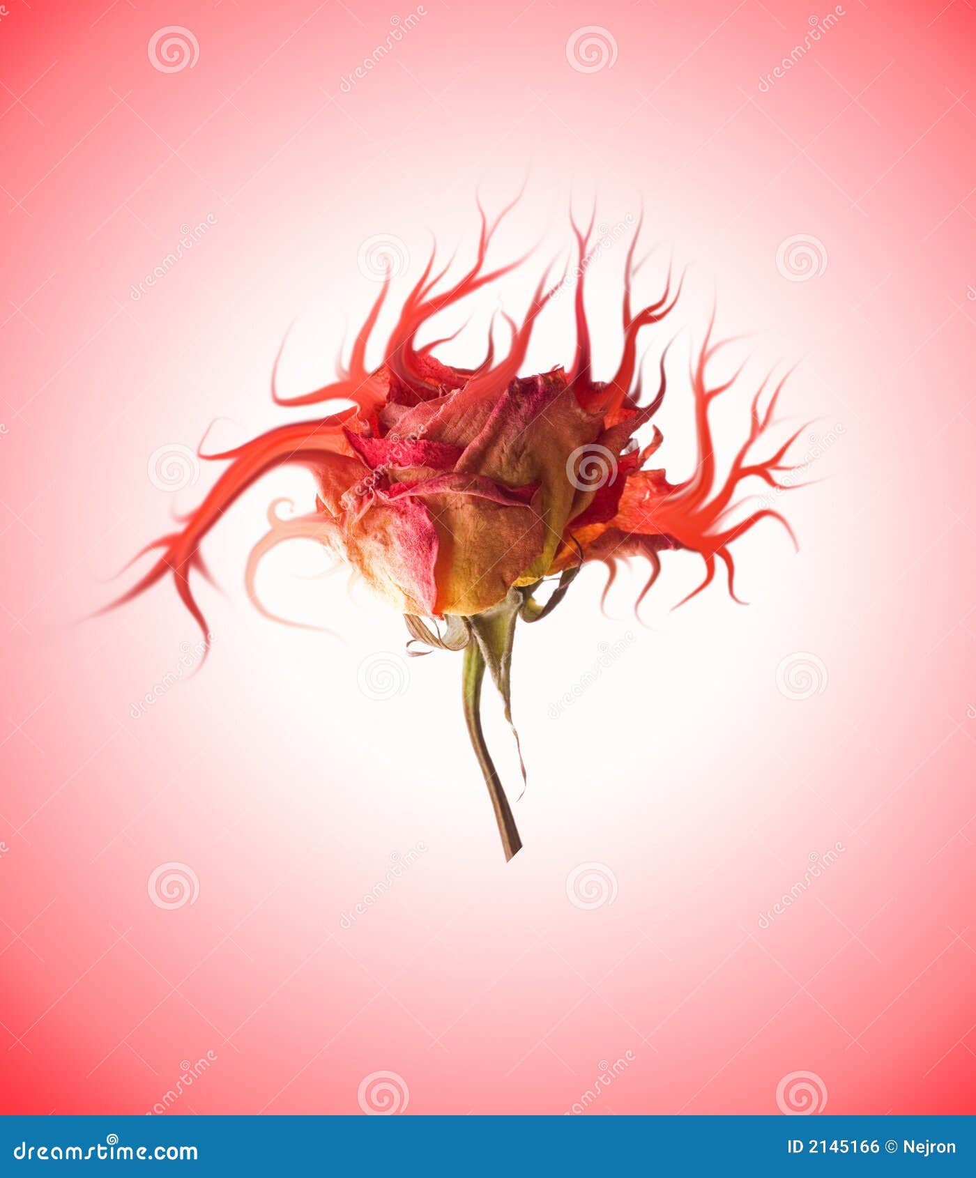 Mutant Rose Frame Stock Photography | CartoonDealer.com #2145188