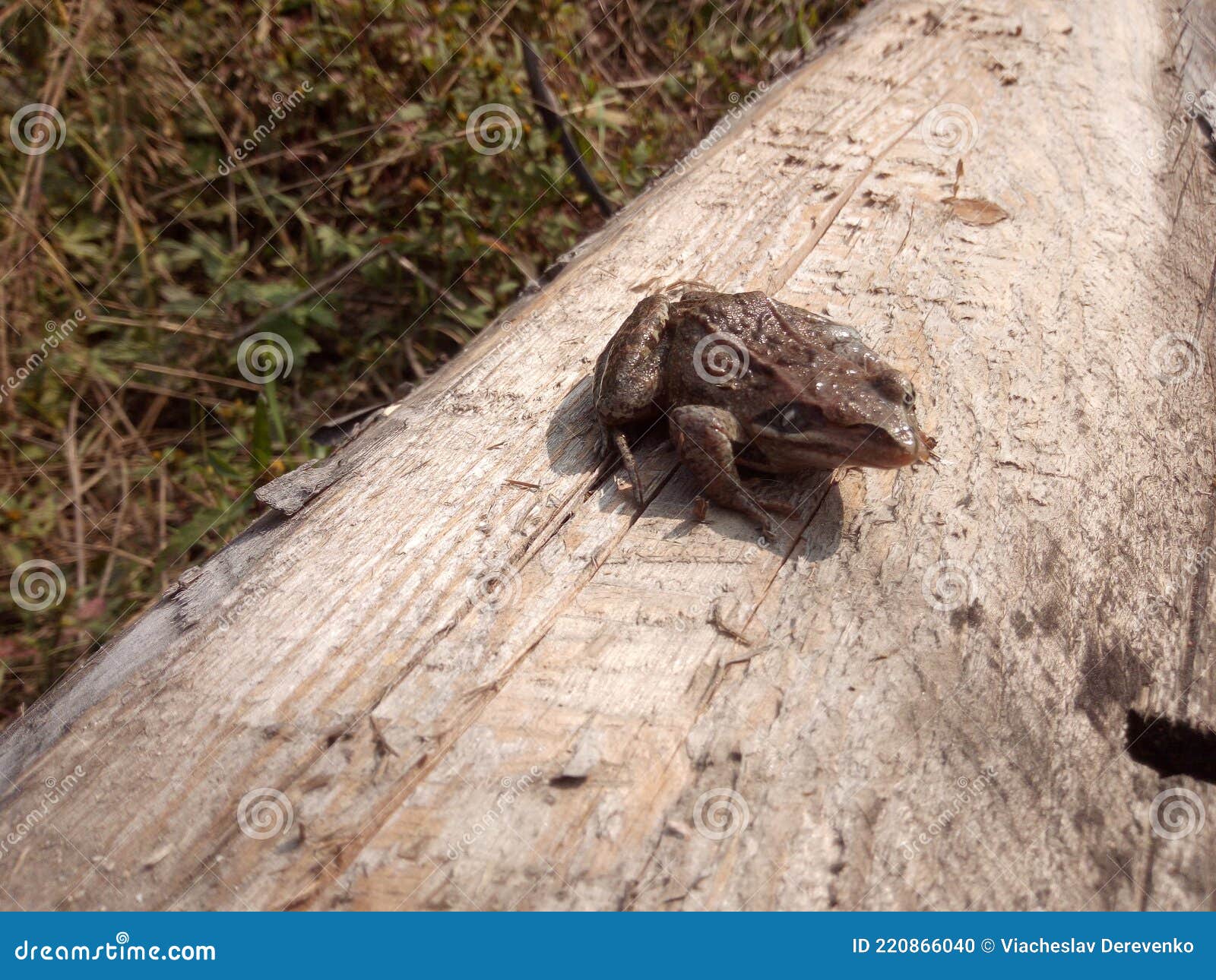 Mutant Frog stock photo. Image of insect, plant, soil - 220866040
