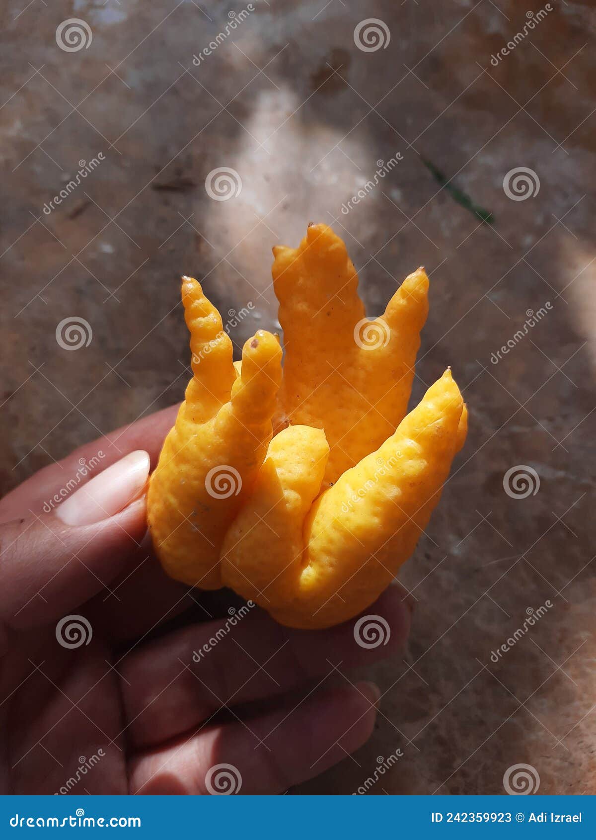 Mutated Lemon, Fingers Shape Stock Image - Image of orange, autumn ...