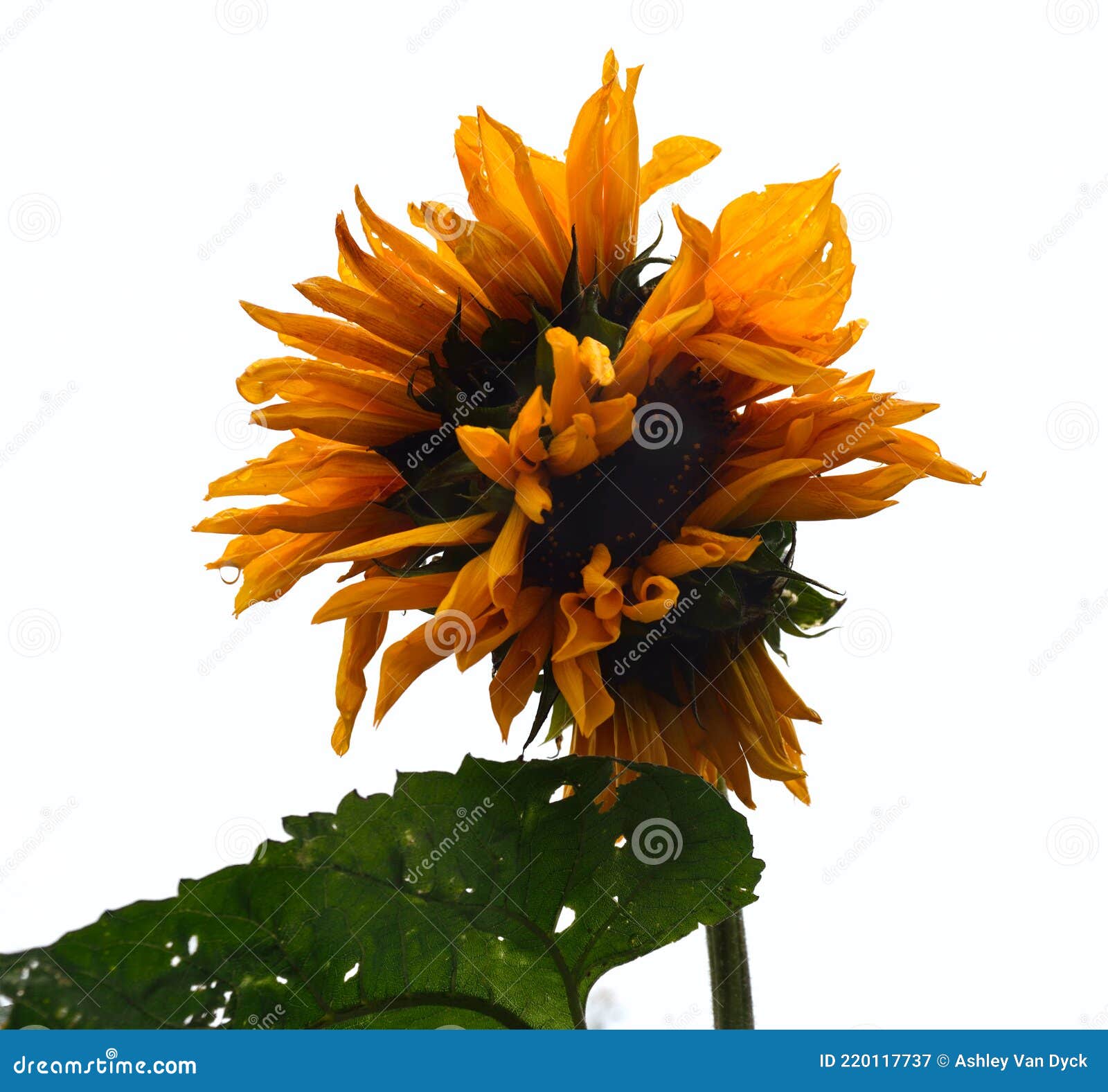 Mutated Sunflower with 3 Heads Stock Image - Image of sunflower, white ...