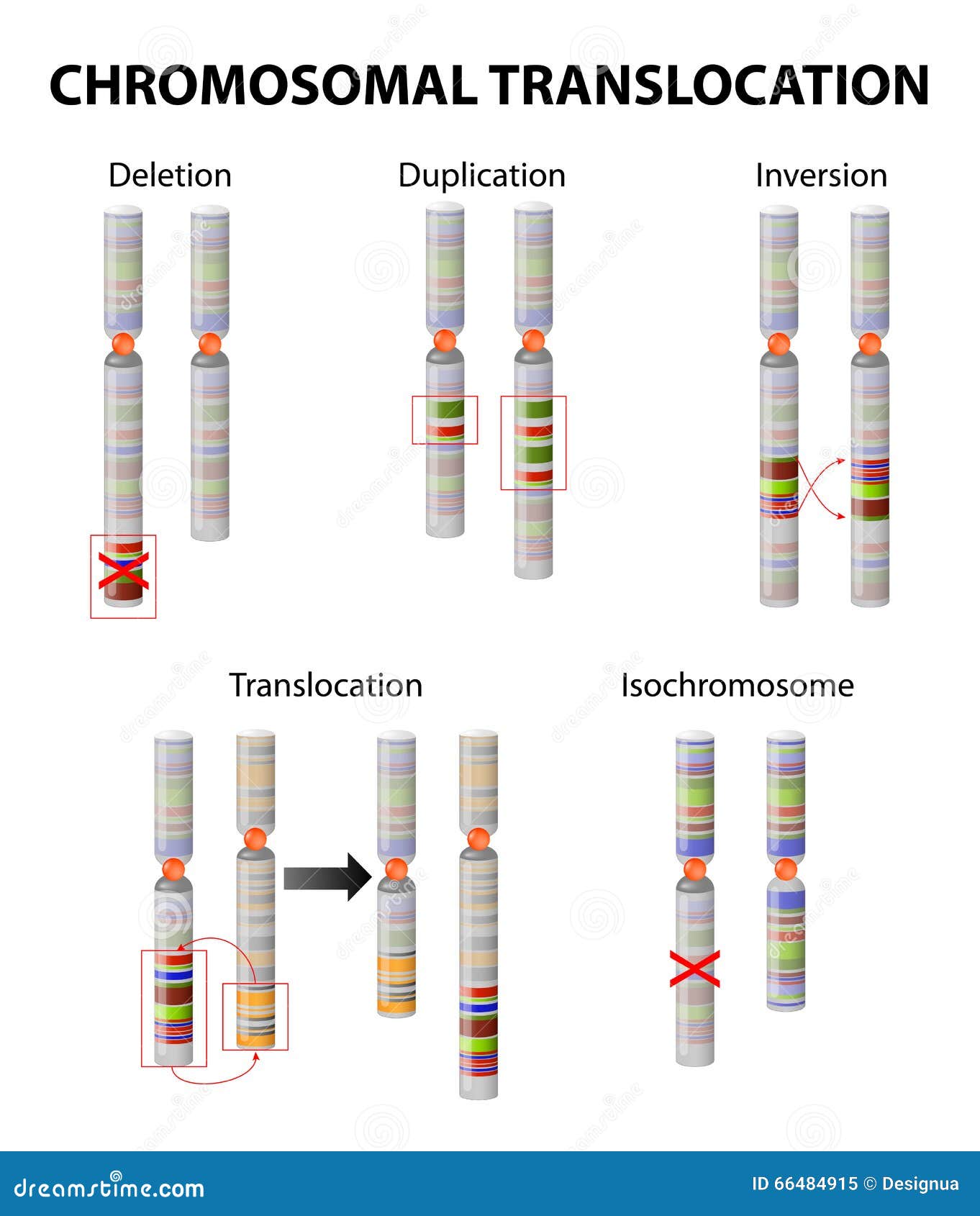 Four Types Of Chromosomal Mutations