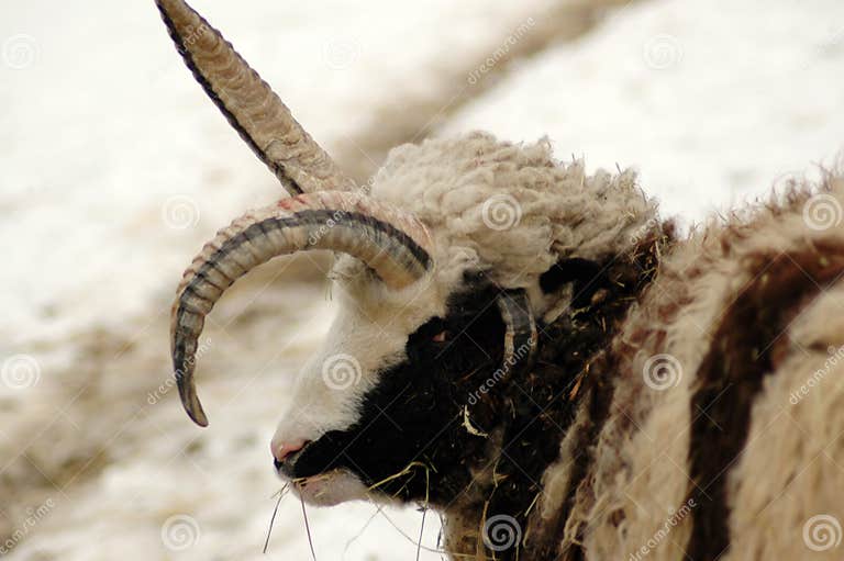 Mutation. Four-horned Sheep. Stock Image - Image of aries, grazing: 8206197