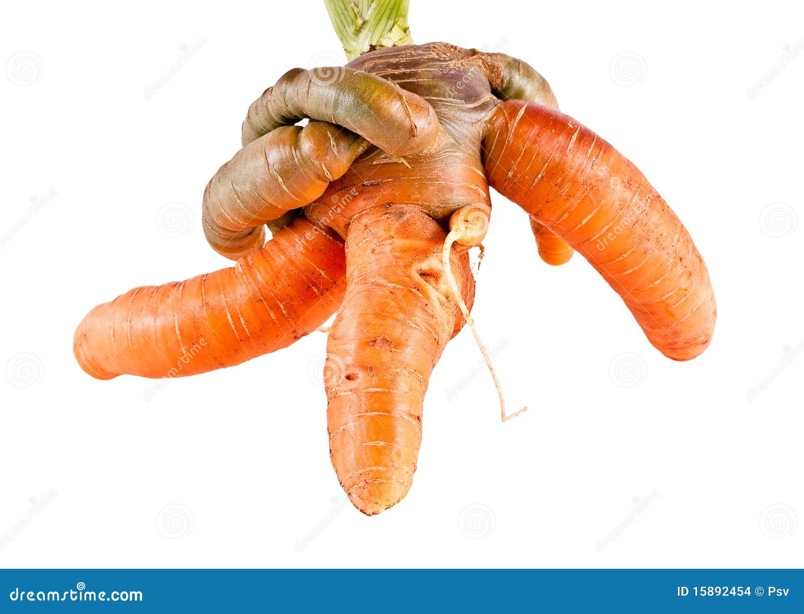 Mutatnt carrot stock photo. Image of twisted, mutation - 15892454