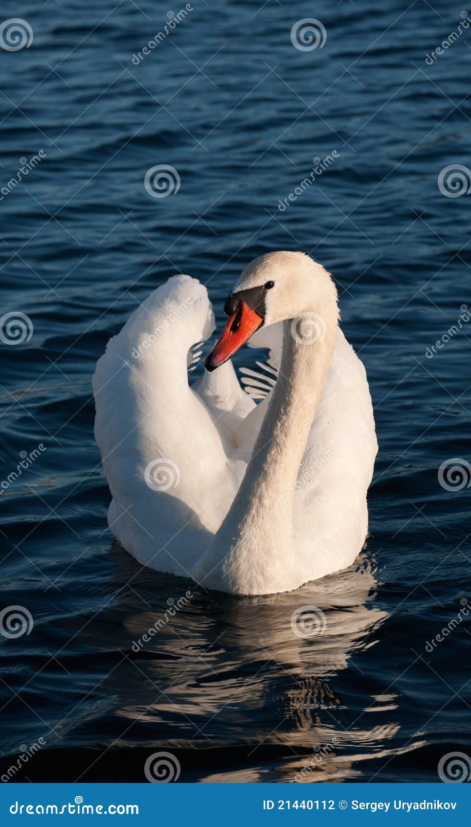 Mute Swan stock photo. Image of neck, birds, feathers - 21440112