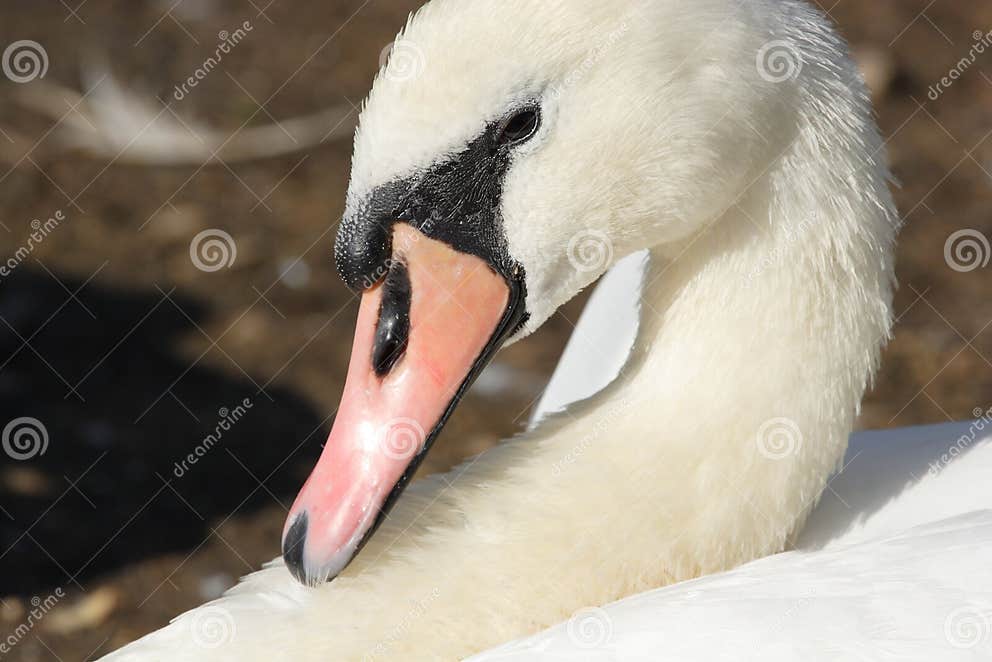 Mute Swan stock image. Image of wildlife, bird, mute, river - 7605071