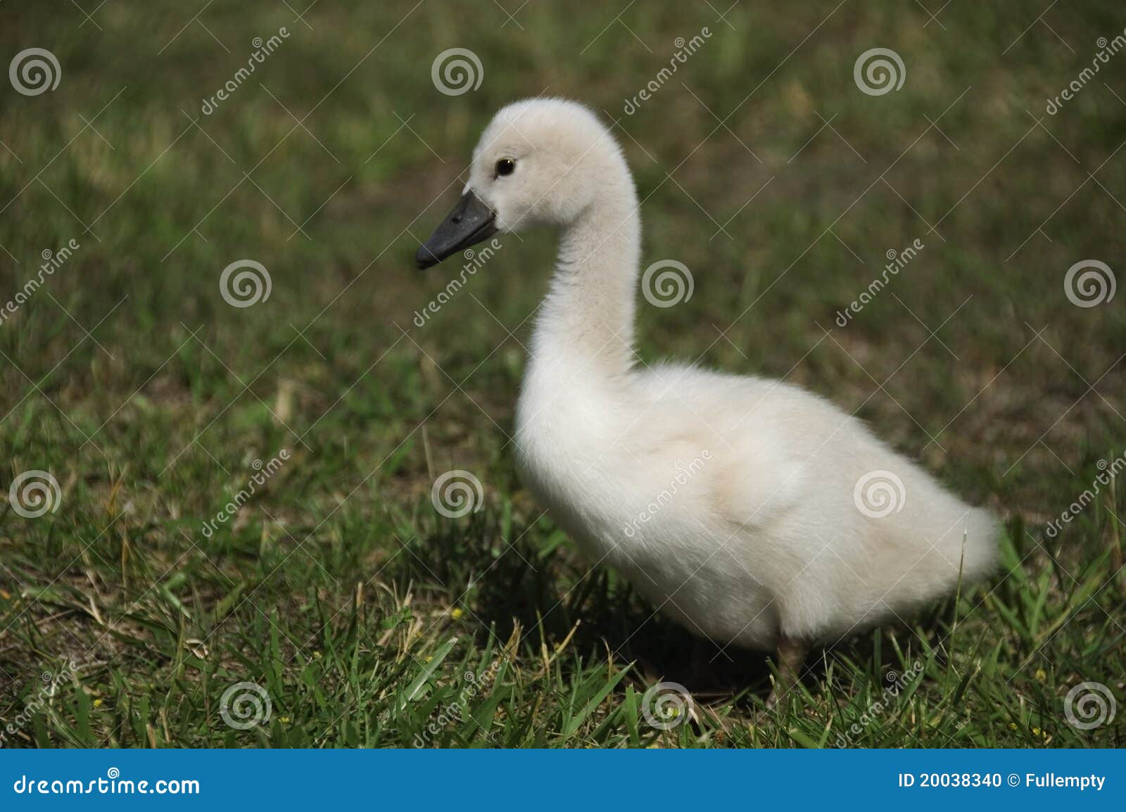 Mute Swan baby stock photo. Image of animal, swan, wild - 20038340