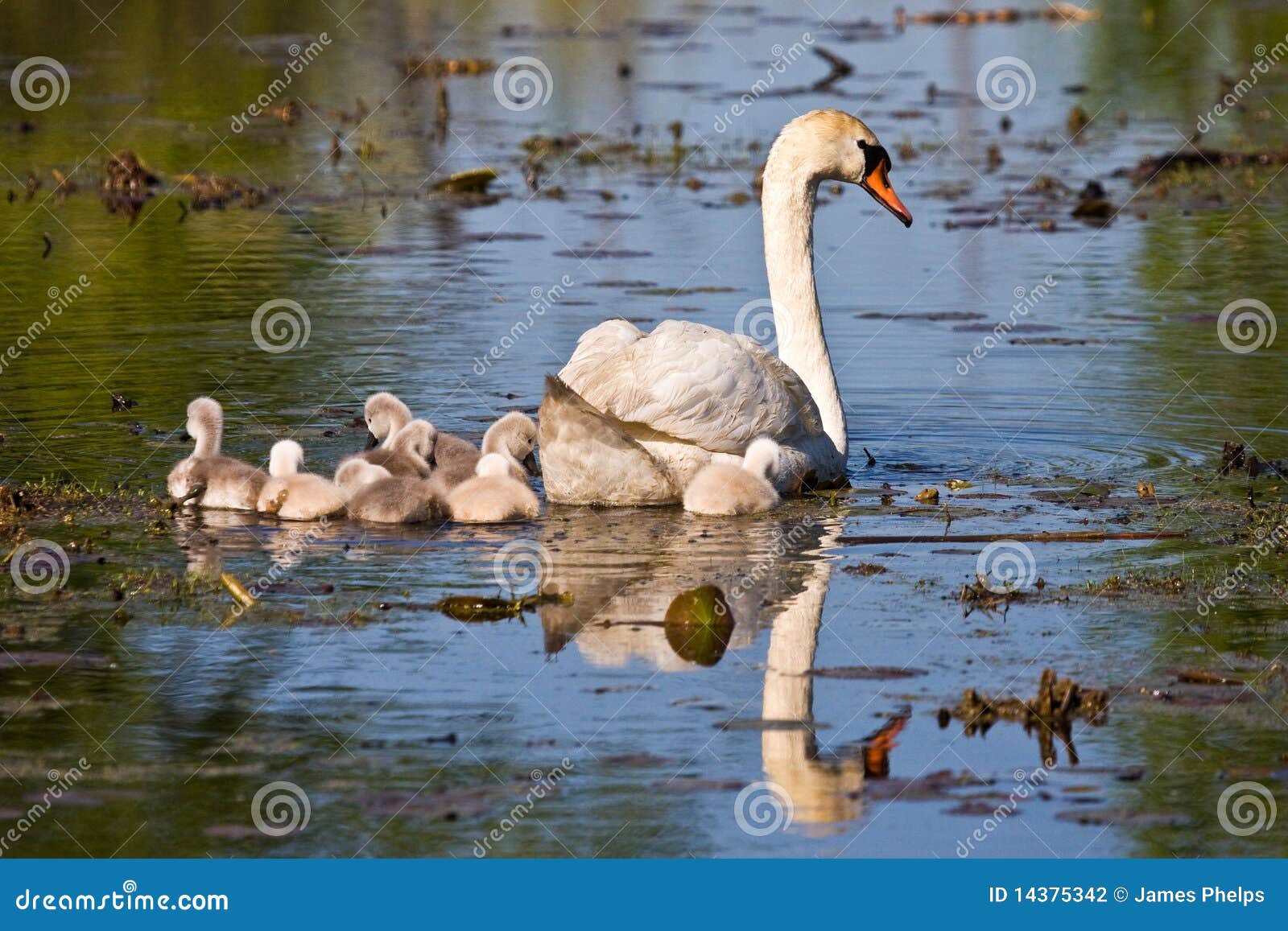Mute Swan and Baby Cygnets in Pond Stock Photo - Image of olor, bird ...