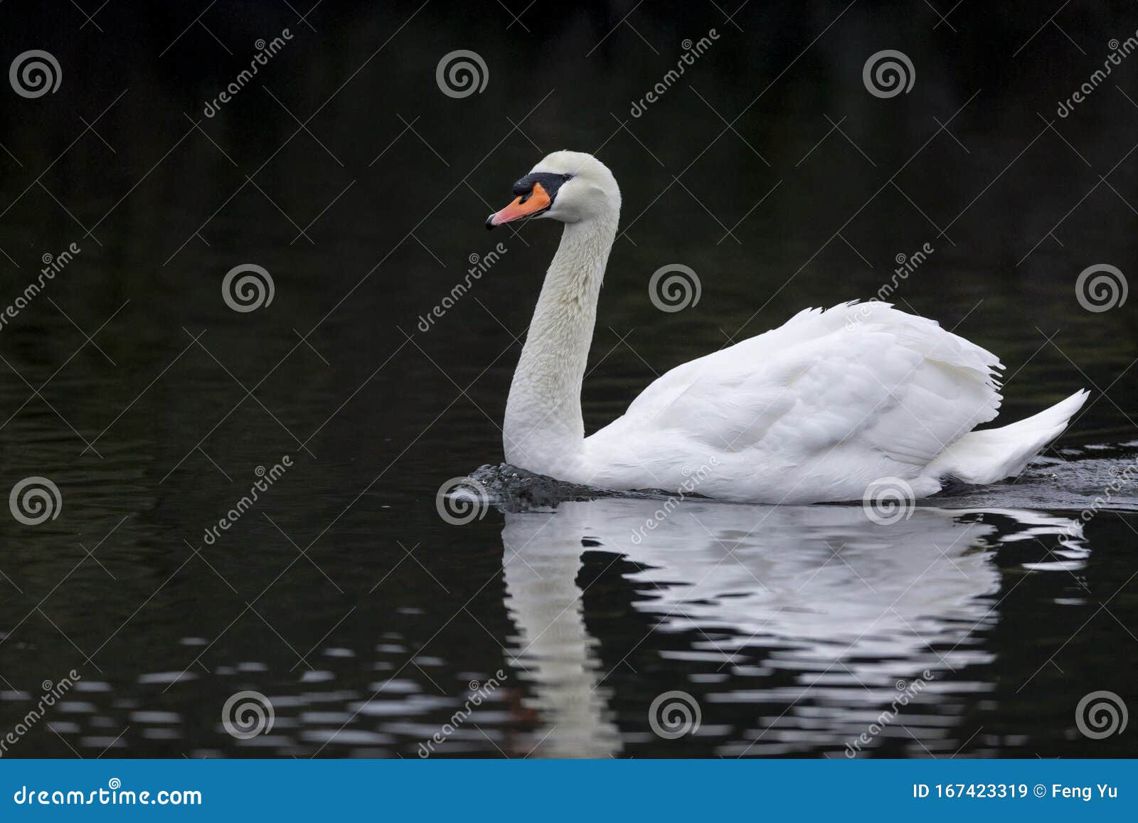 Mute swan bird stock image. Image of white, swan, north - 167423319