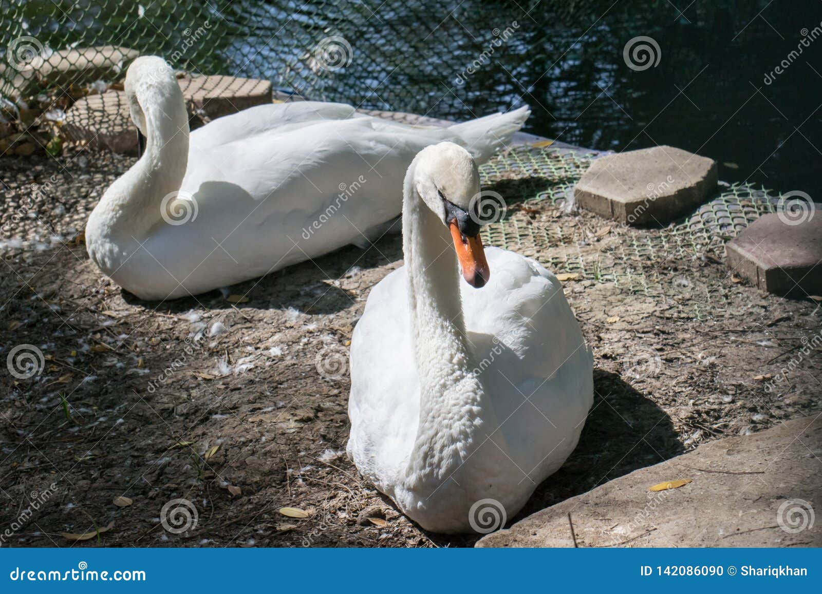 Mute Swan Cygnus Olor Pair Resting in an Enclosure Stock Photo - Image ...