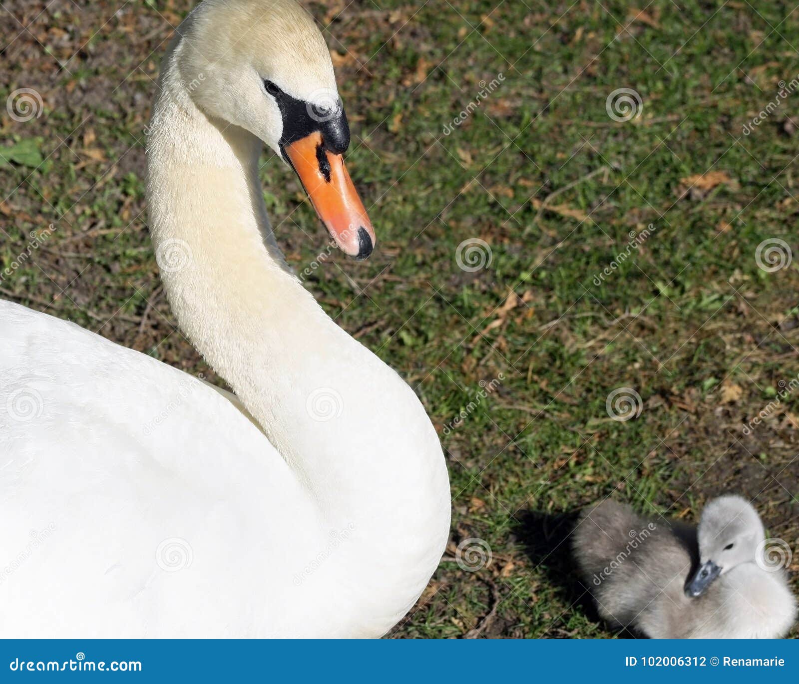 Mute Swan Female with Her Tiny 3 Day Old Cygnet Stock Photo - Image of ...