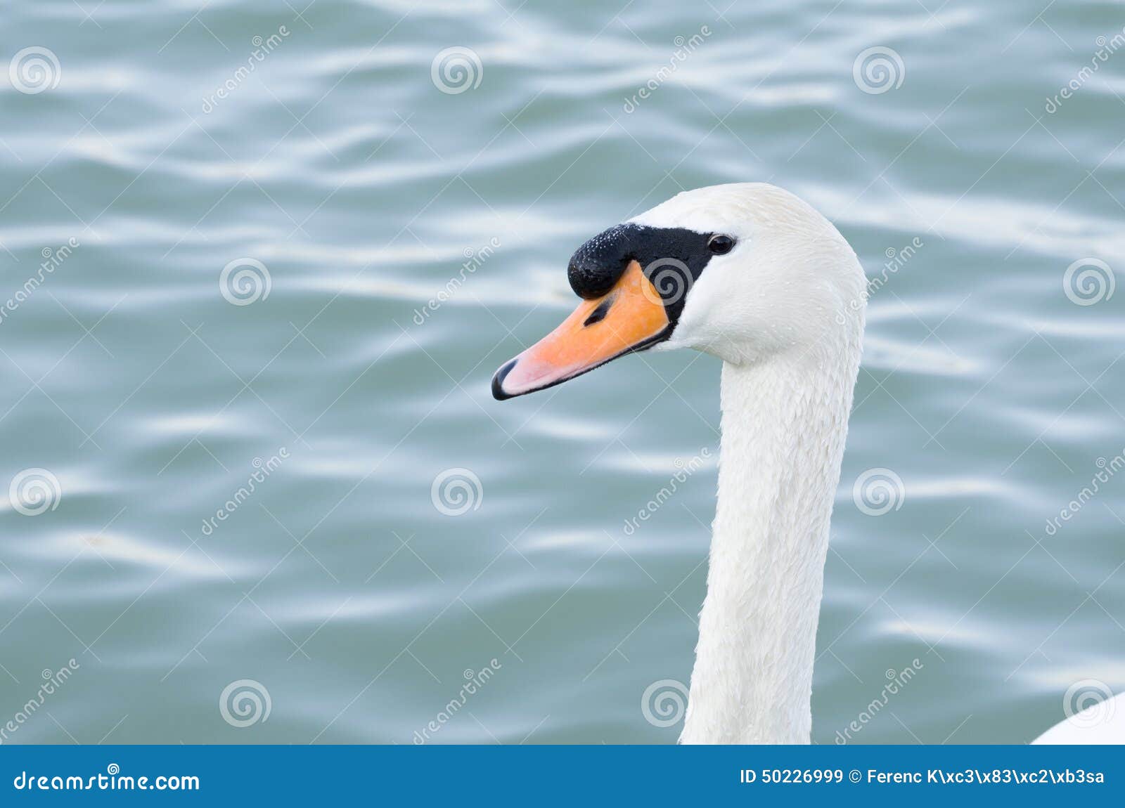 Mute Swan Head stock image. Image of lake, horizontal - 50226999