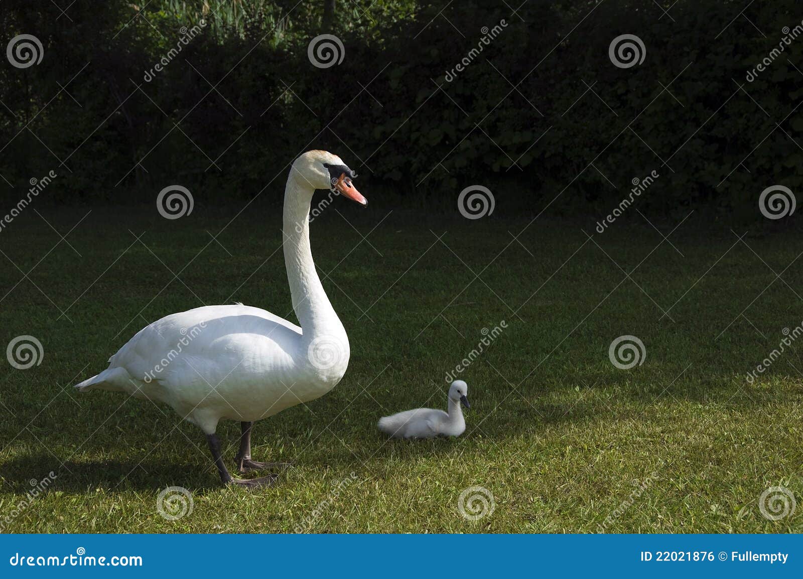 Mute swan and its baby stock photo. Image of parent, swan - 22021876