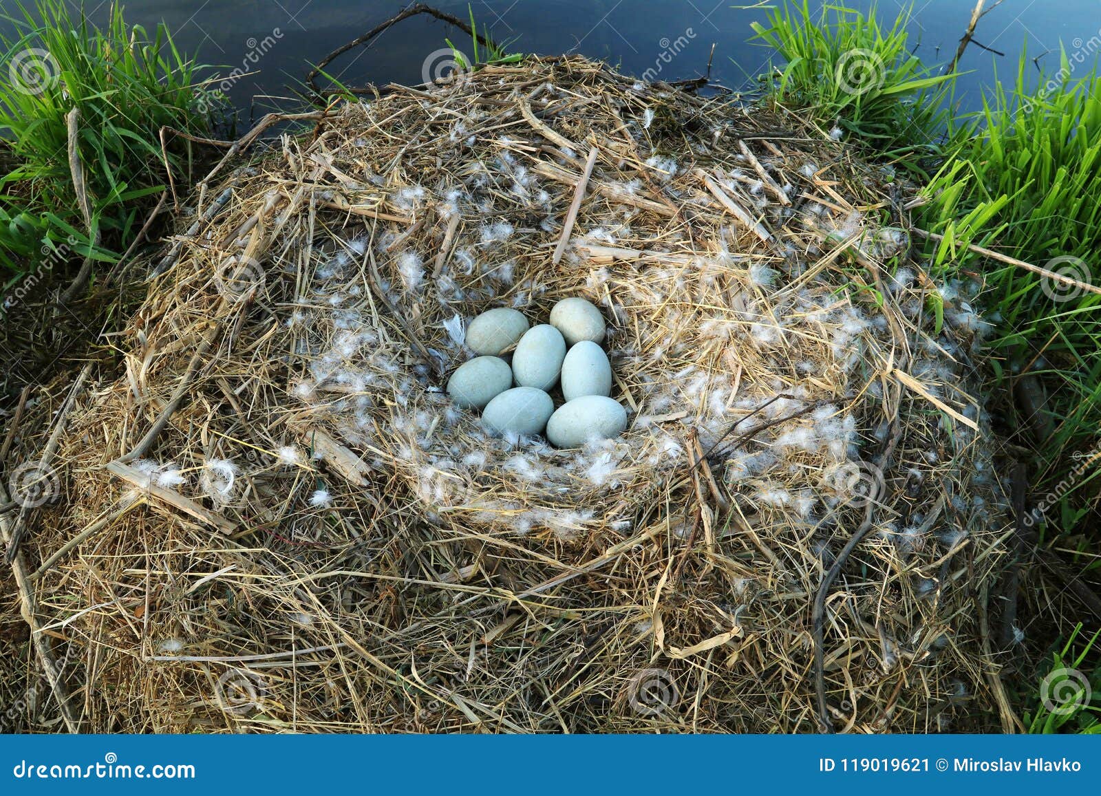 Mute swan nest with 7 eggs stock image. Image of birding - 119019621 Mute swan nest with 7 eggs stock image. Image of birding - 119019621