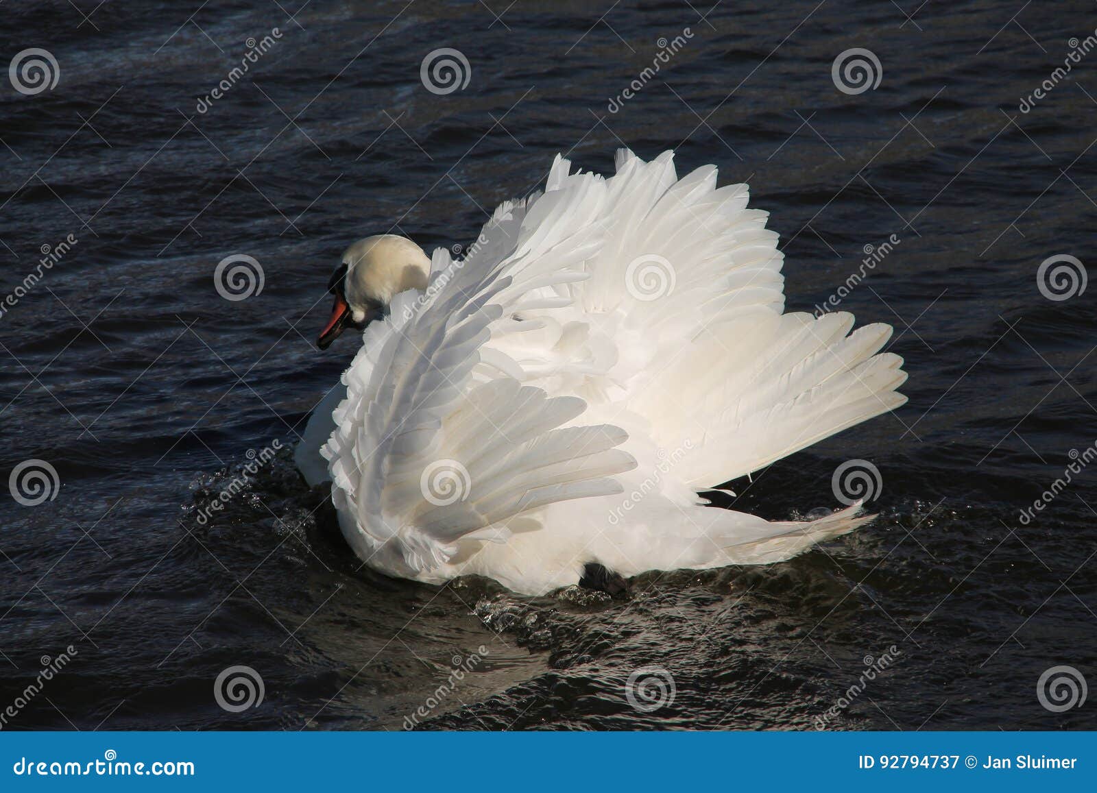 Mute Swan with Open Feather. Stock Image - Image of beast, grey: 92794737