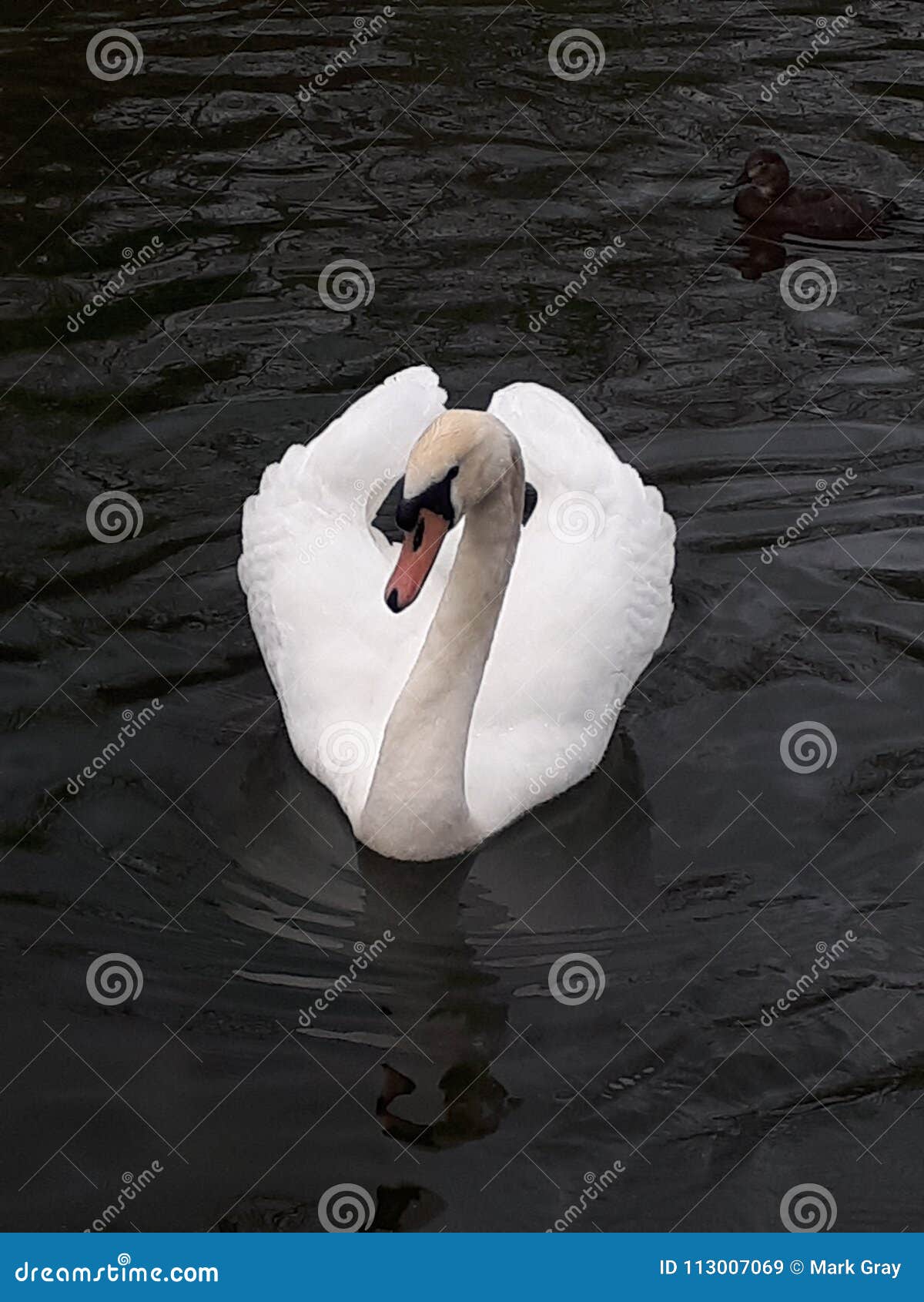 Peaceful Swim stock image. Image of swim, swan, mute - 113007069