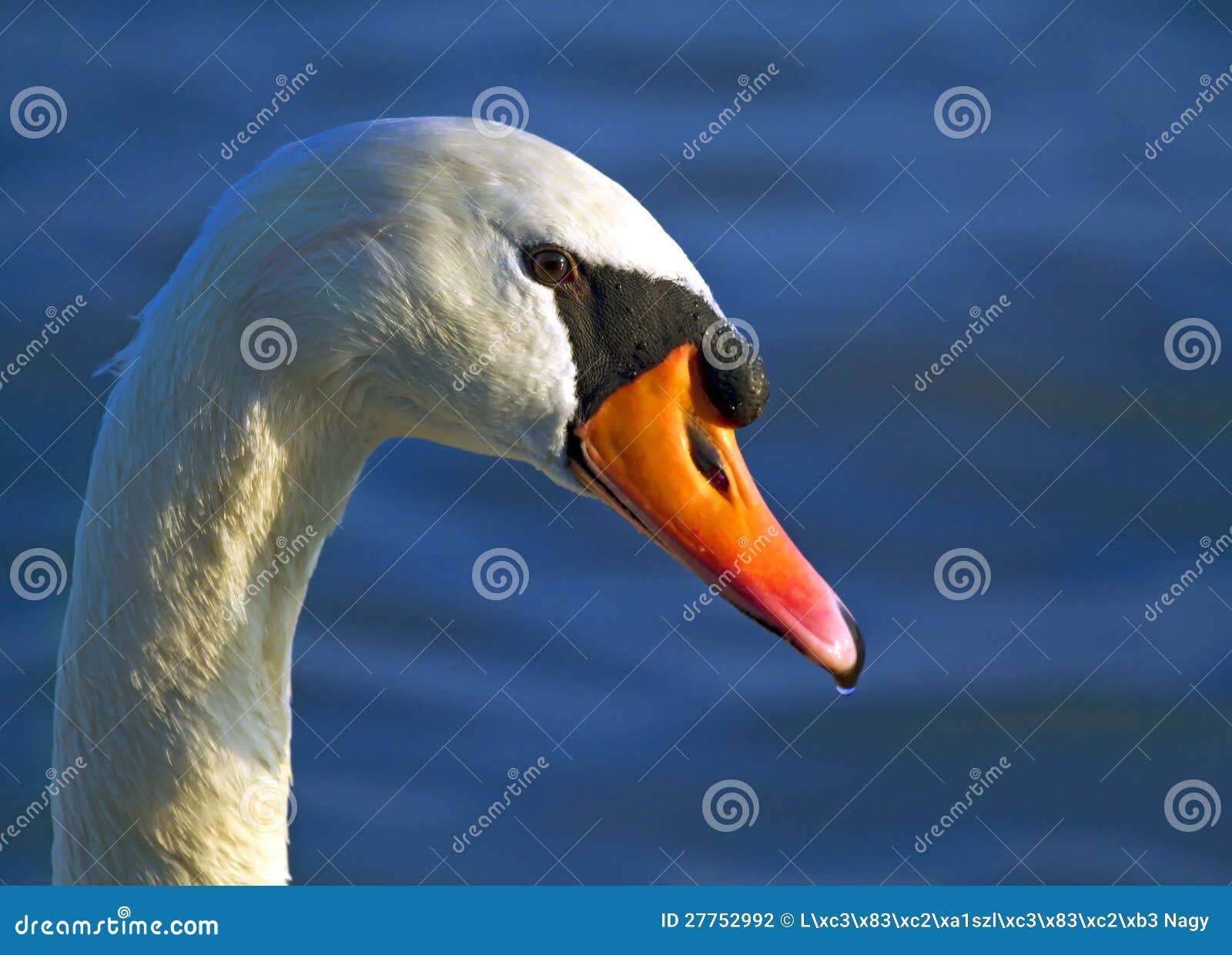 Mute swan portrait stock photo. Image of feather, magnificient - 27752992