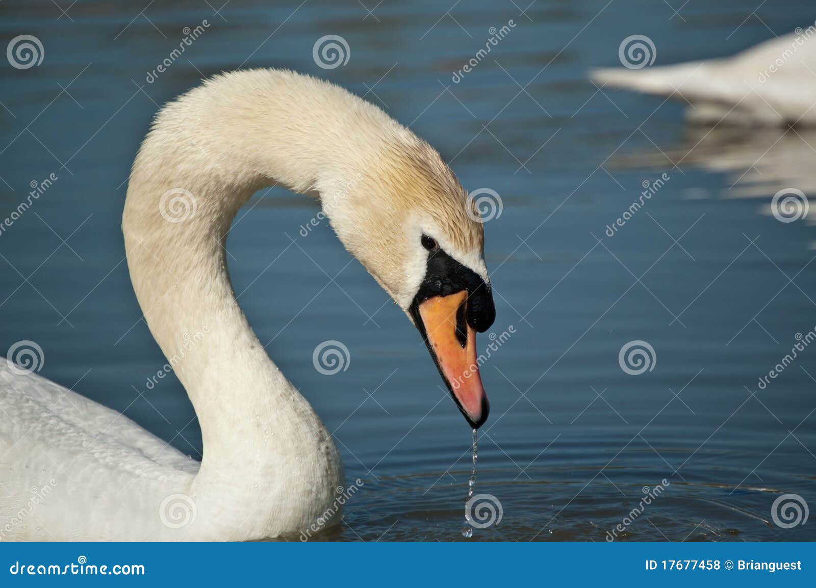 Mute Swan Profile stock photo. Image of water, animal - 17677458