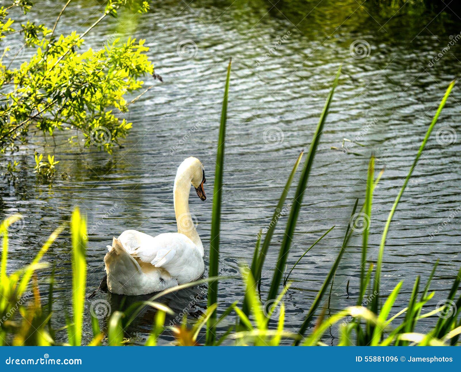 Mute Swan Reed Bed Evening Sun Stock Photos - Free & Royalty-Free Stock ...