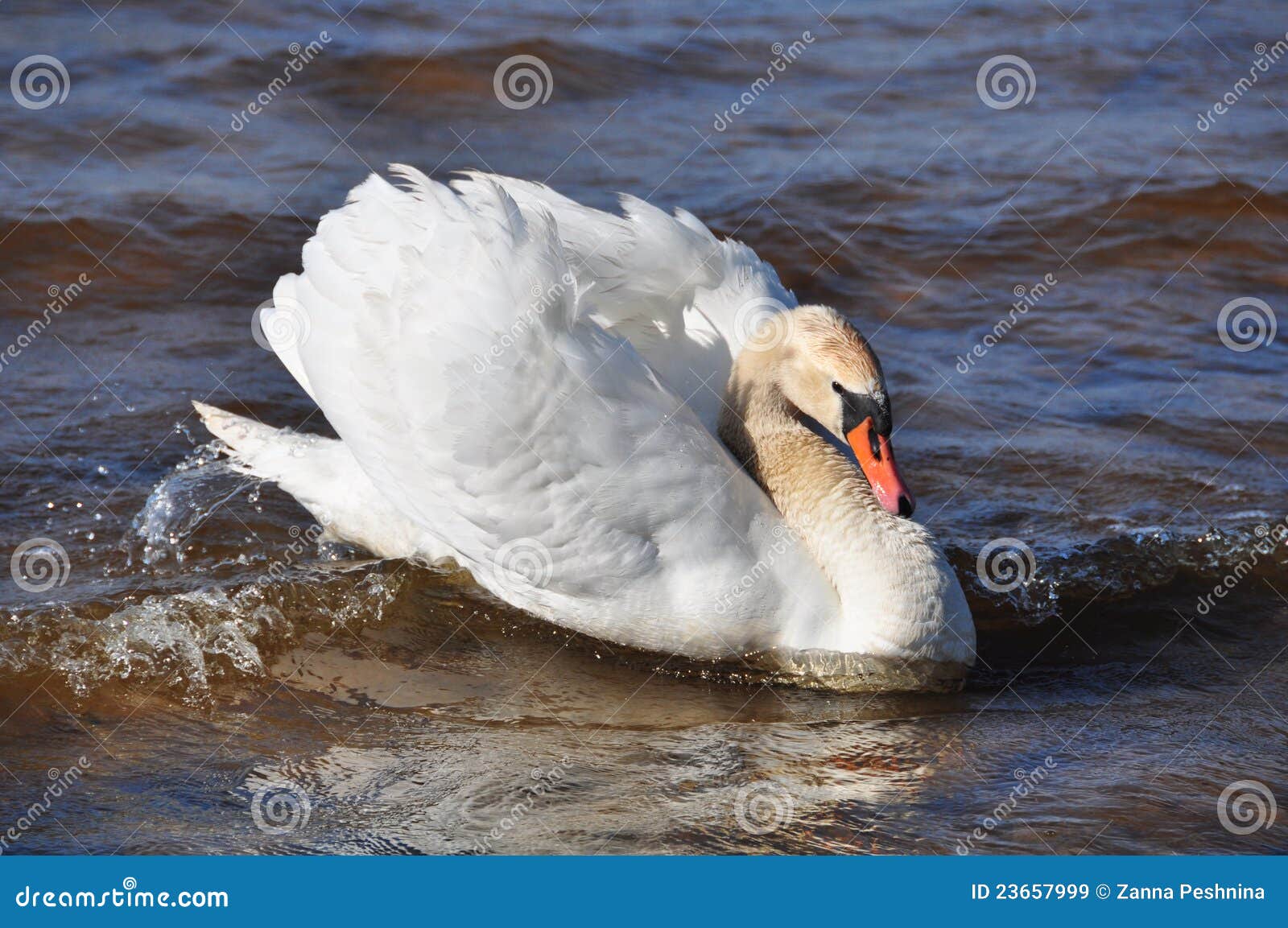 Mute Swan at sea stock image. Image of waves, grace, reflection - 23657999