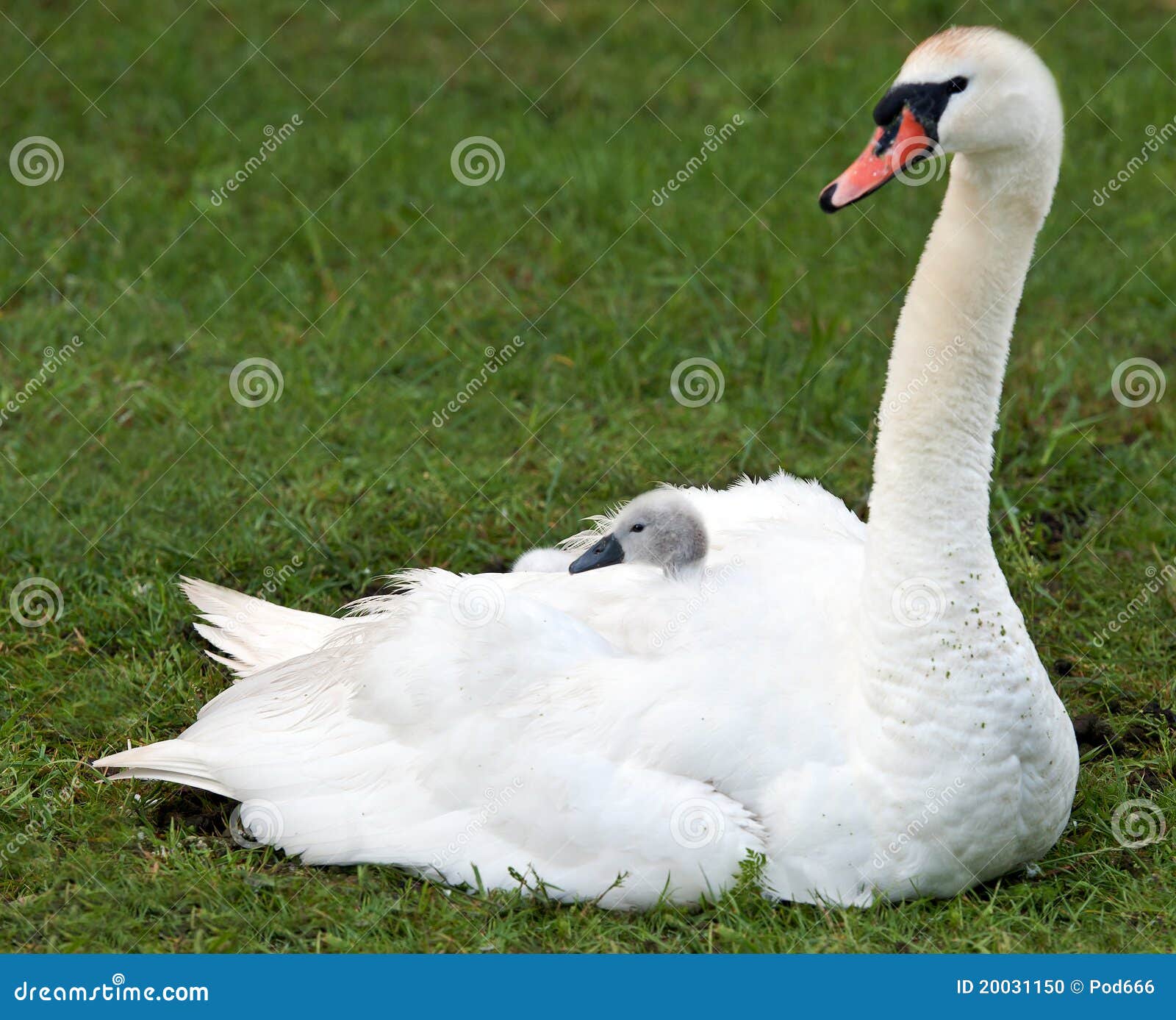 Mute swan and signet stock photo. Image of chicks, juveniles - 20031150