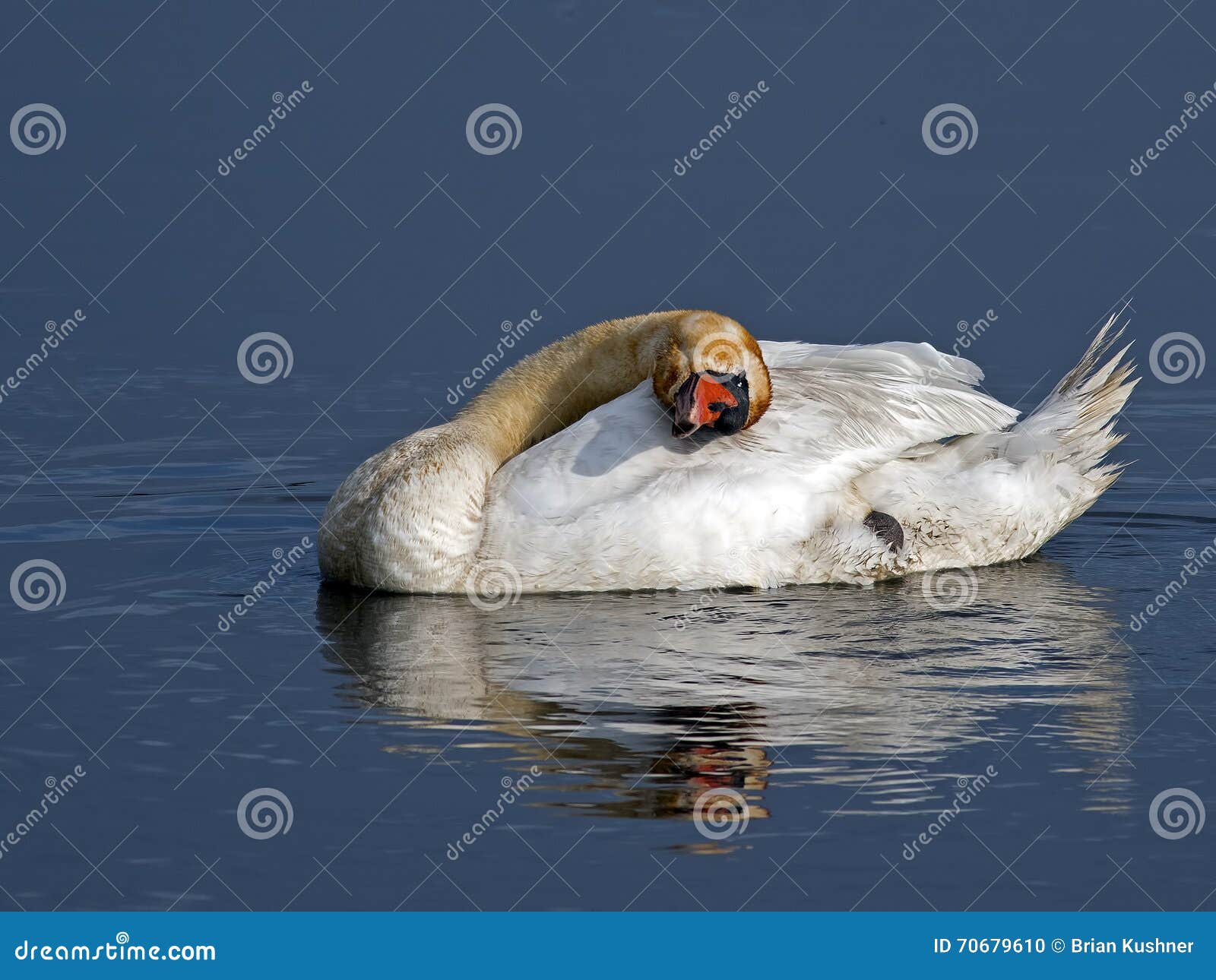 Mute Swan Sleeping stock photo. Image of swimming, cygnus - 70679610