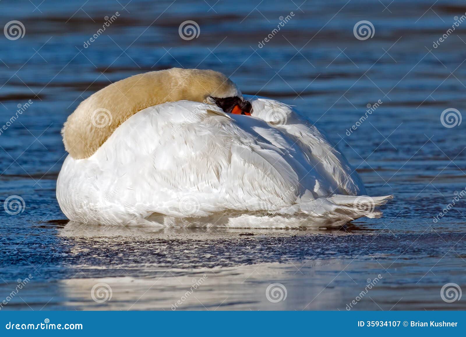 Mute Swan stock image. Image of swan, cygnus, mute, swimming - 35934107