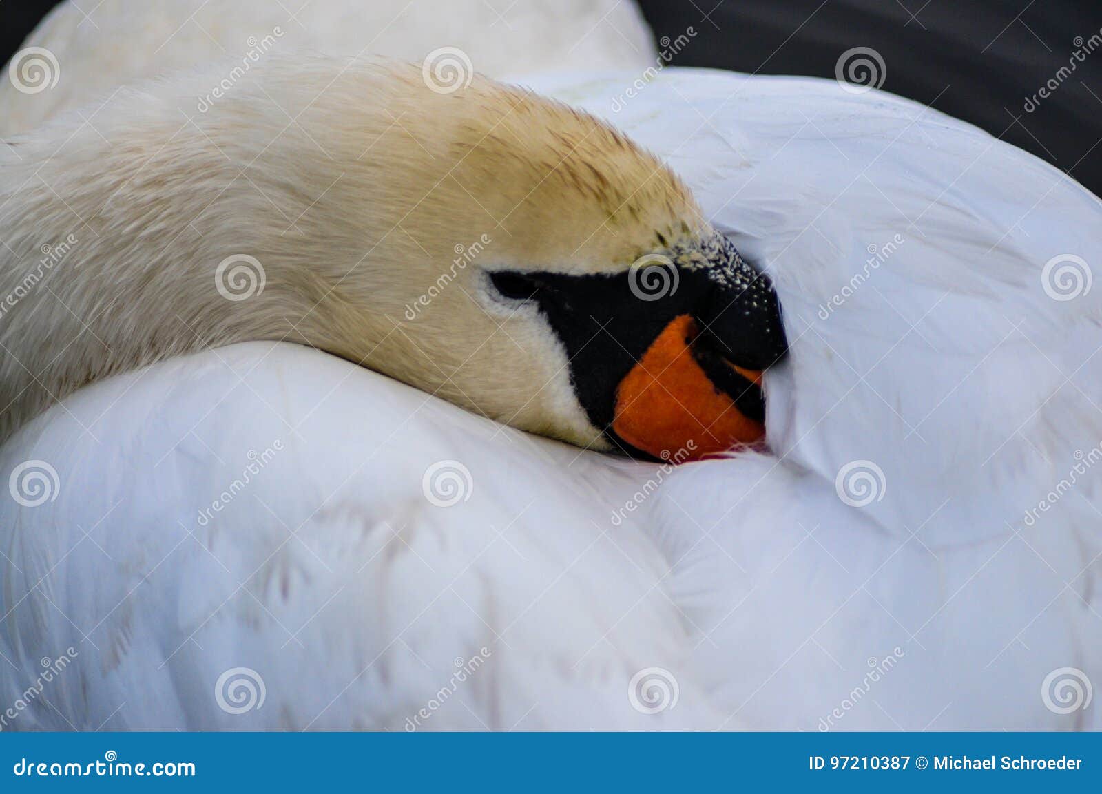Mute Swan sleeping stock image. Image of germany, rest - 97210387