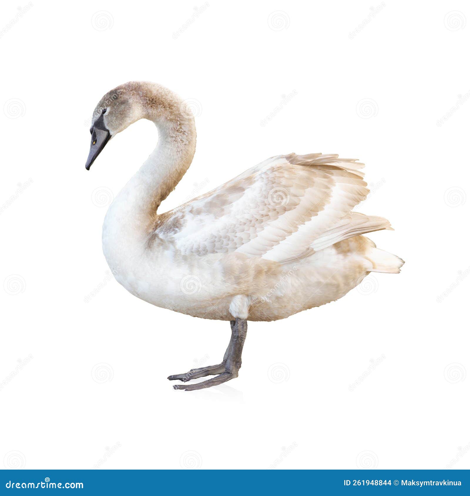 Mute Swan Standing on White Background Stock Photo - Image of standing ...