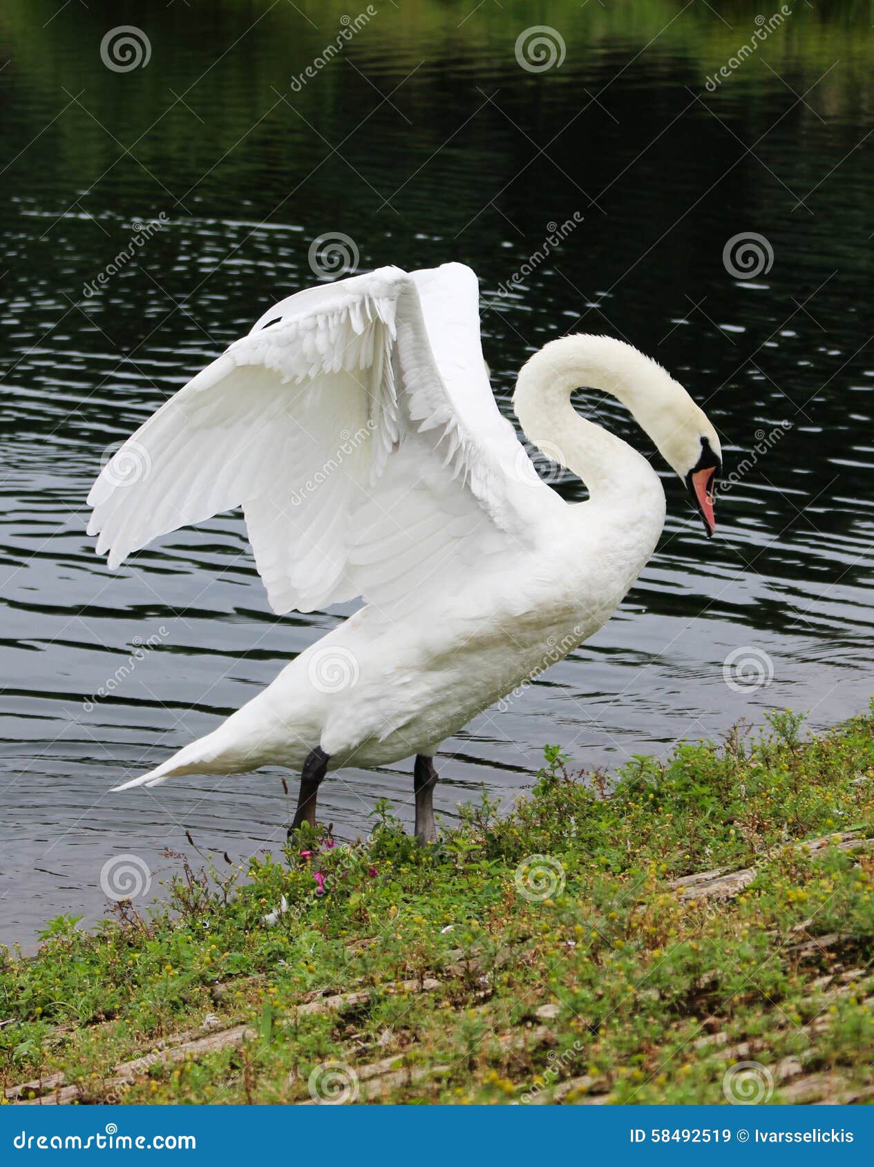 Mute swan stretching stock image. Image of beauty, mist - 58492519