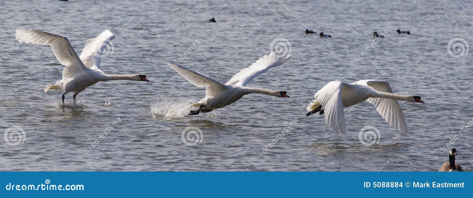 Mute Swan Take-Off stock photo. Image of feather, action - 5088884