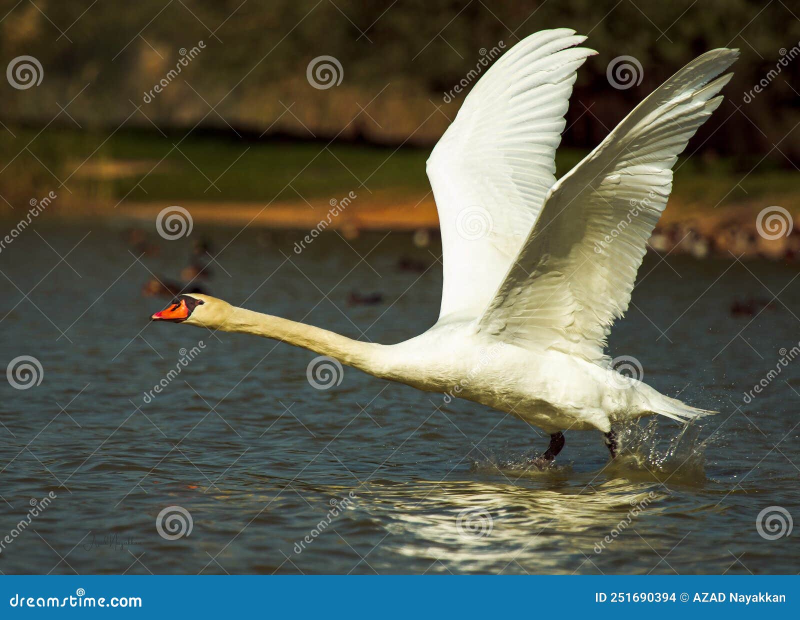 Mute Swan Take Off Photo from Mrmoom Stock Photo - Image of duck ...