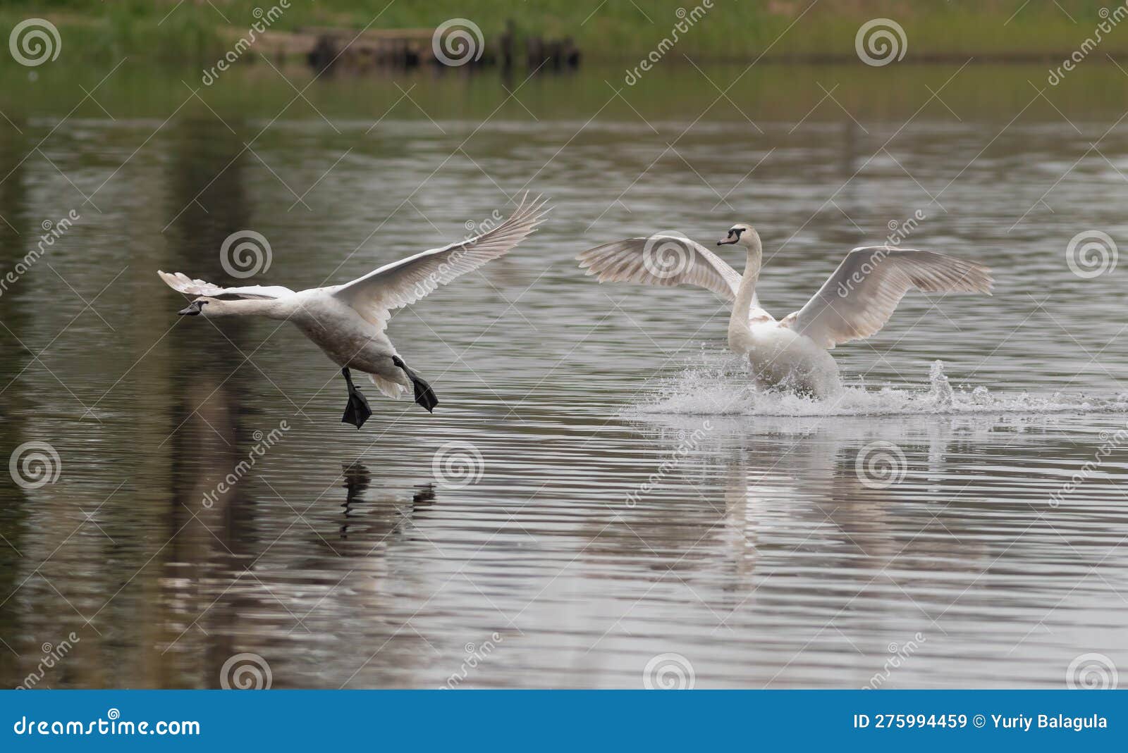Mute Swan. Two Birds Land on the River Surface Stock Image - Image of ...