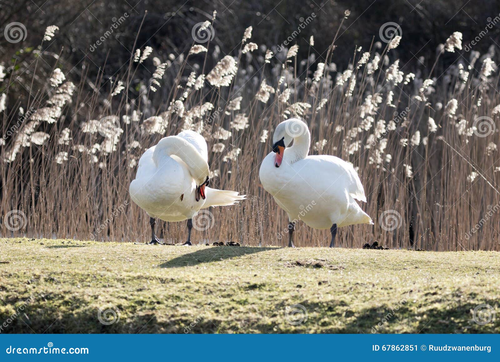 Mute Swan stock image. Image of nature, bild, bird, swans - 67862851