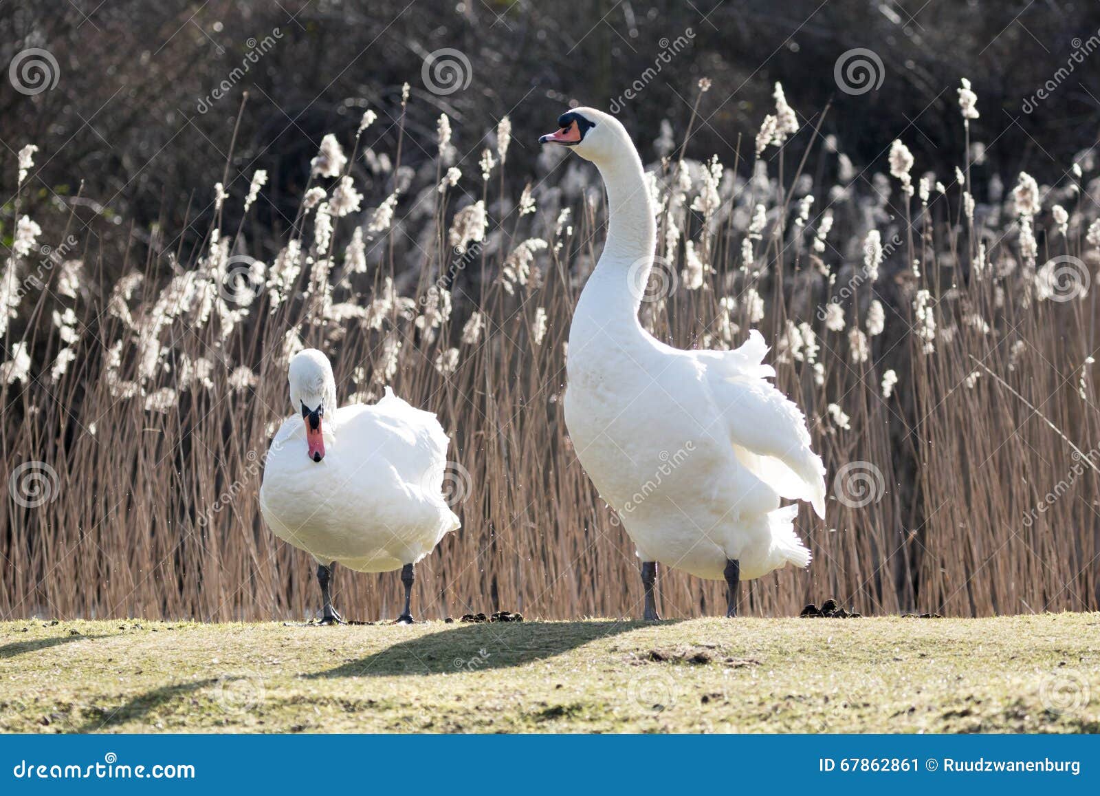 Mute Swan stock image. Image of bird, wildlife, nature - 67862861
