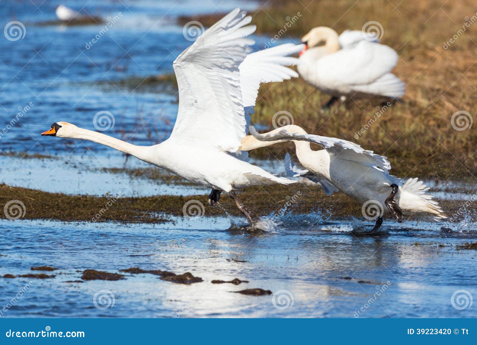 Mute swans chasing stock photo. Image of scenery, surf - 39223420