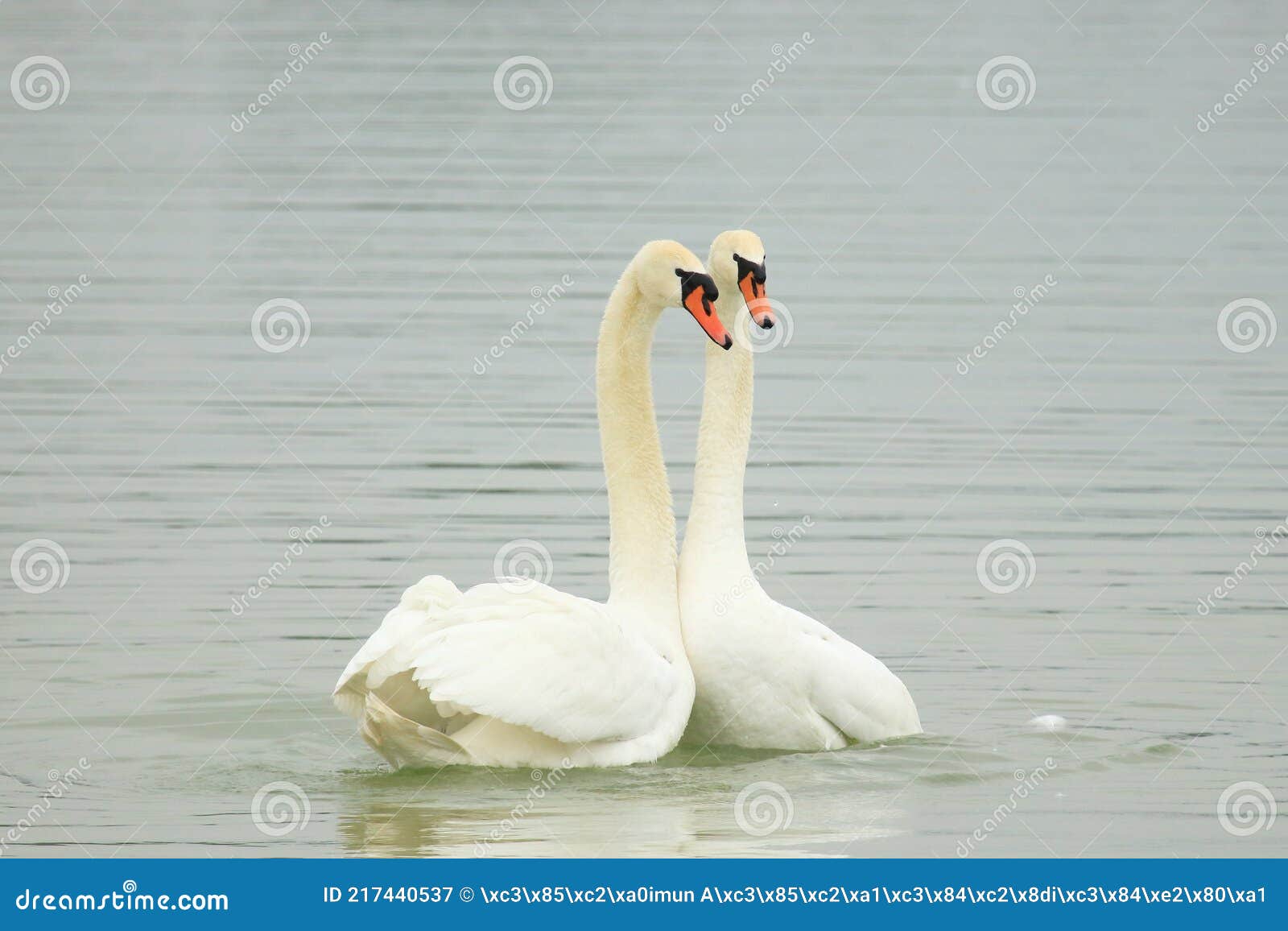 Swans Courtship on the Lake Stock Image - Image of birding, bird: 217440537