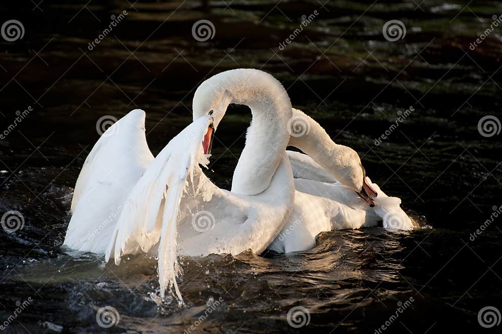 Mute Swans Display Aggressive and Tender Behaviour during Mating Stock ...