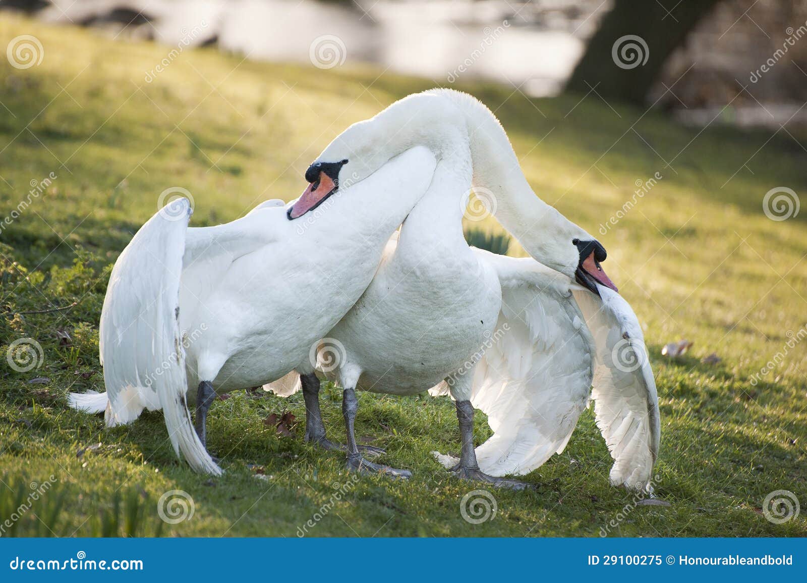 Mute Swans Display Aggressive and Tender Behaviour during Mating Stock ...
