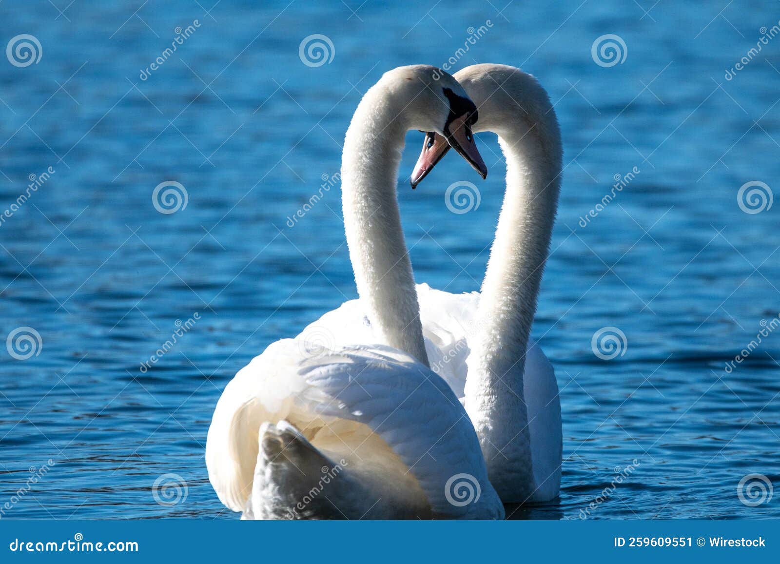 Mute Swans Hugging in the Blue Water Stock Image - Image of blue, water ...