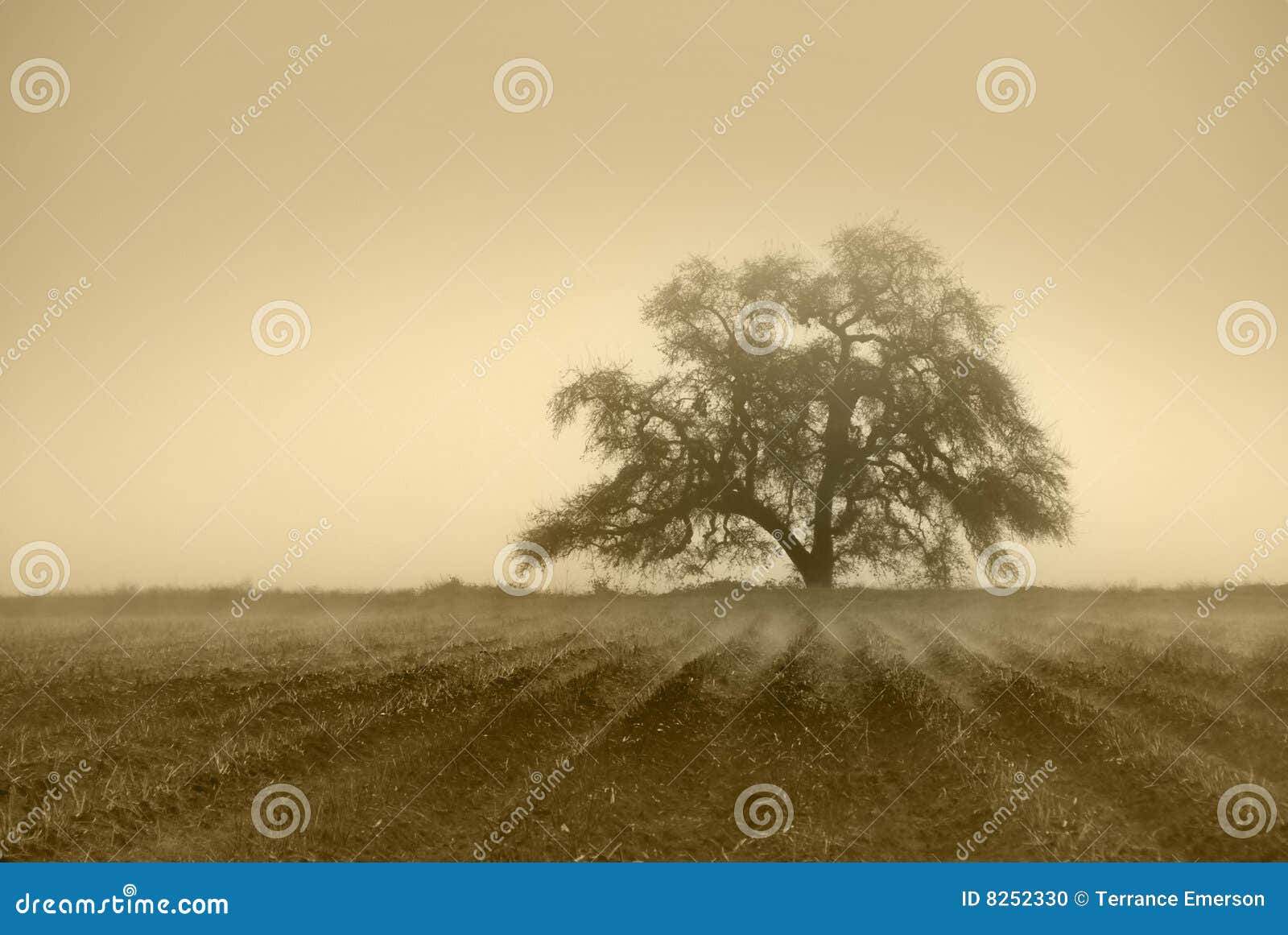 Muted Oak Tree stock photo. Image of landscape, object - 8252330